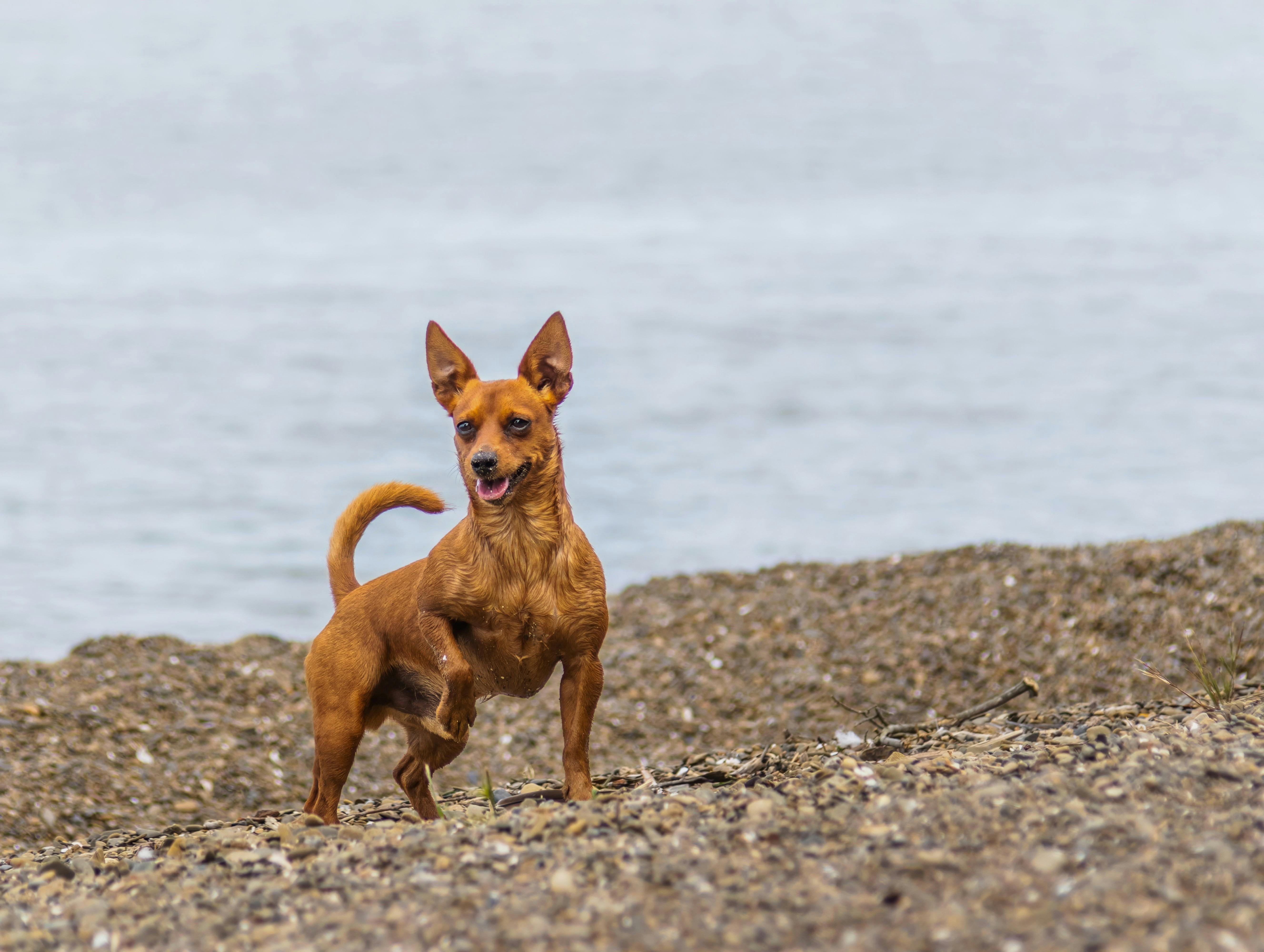 A Small Domestic Dog on the Beach · Free Stock Photo