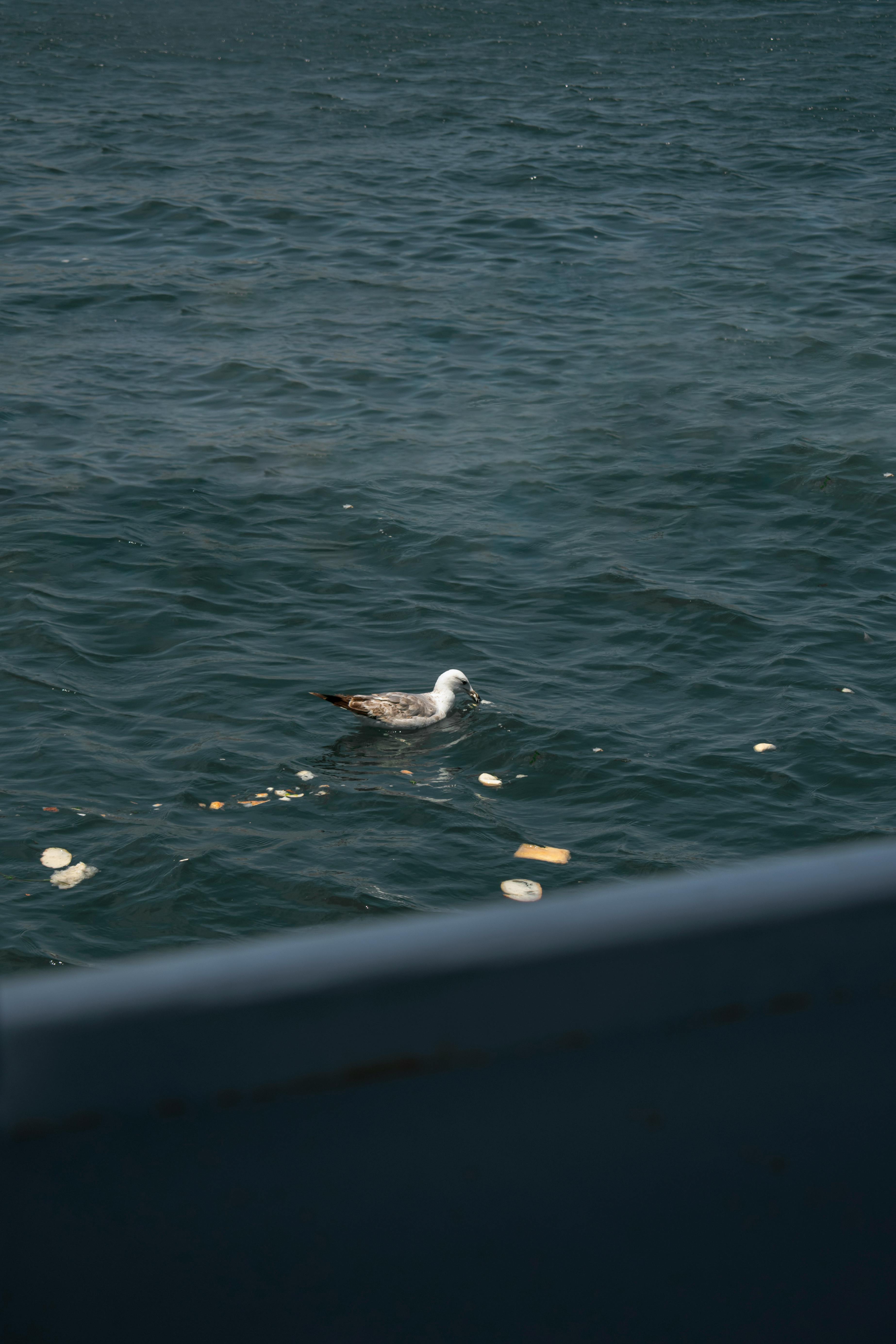 Animated Bread Photos, Download The BEST Free Animated Bread Stock ...