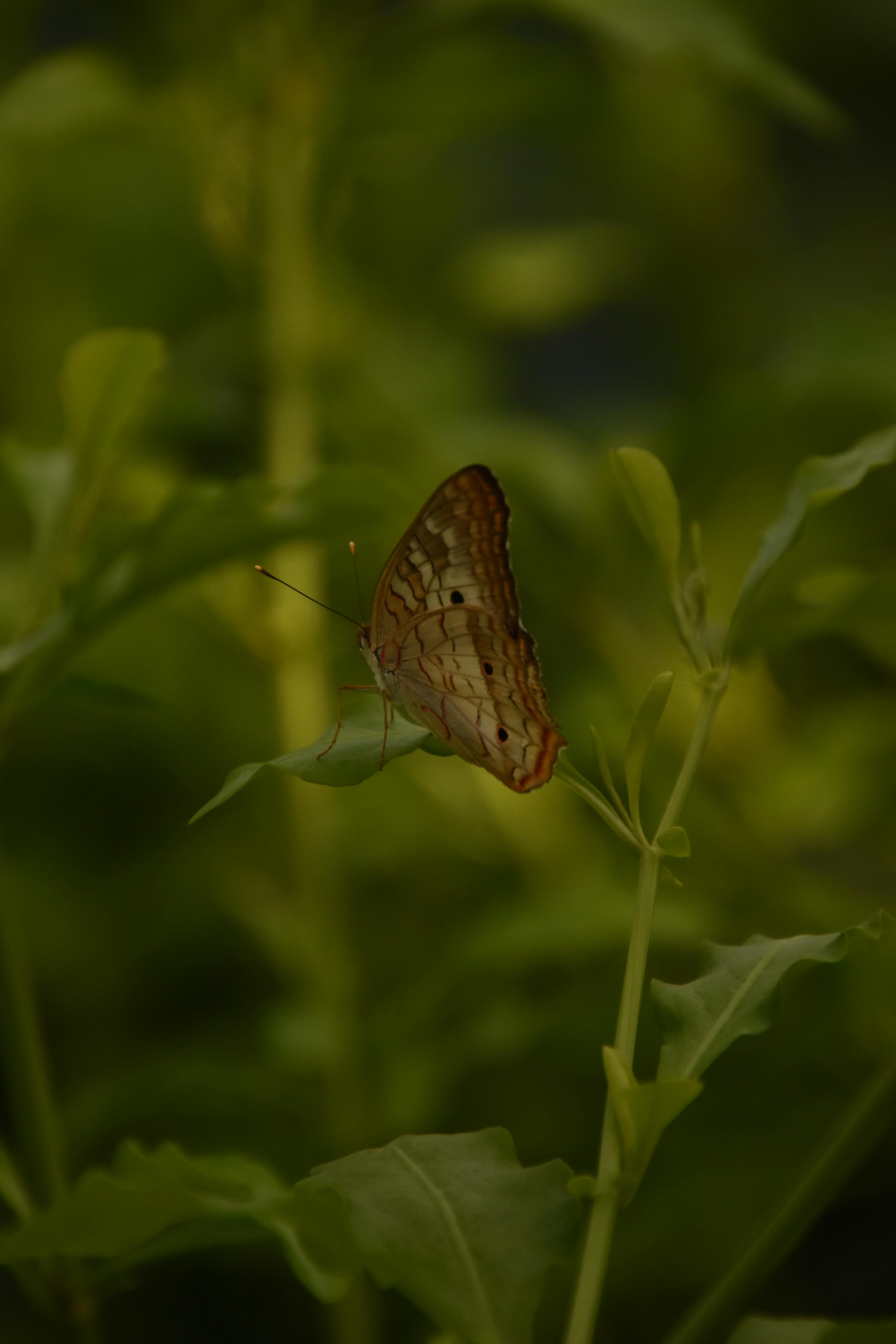 Close-up of a Red Lacewing Butterfly Sitting on a Leaf · Free Stock Photo