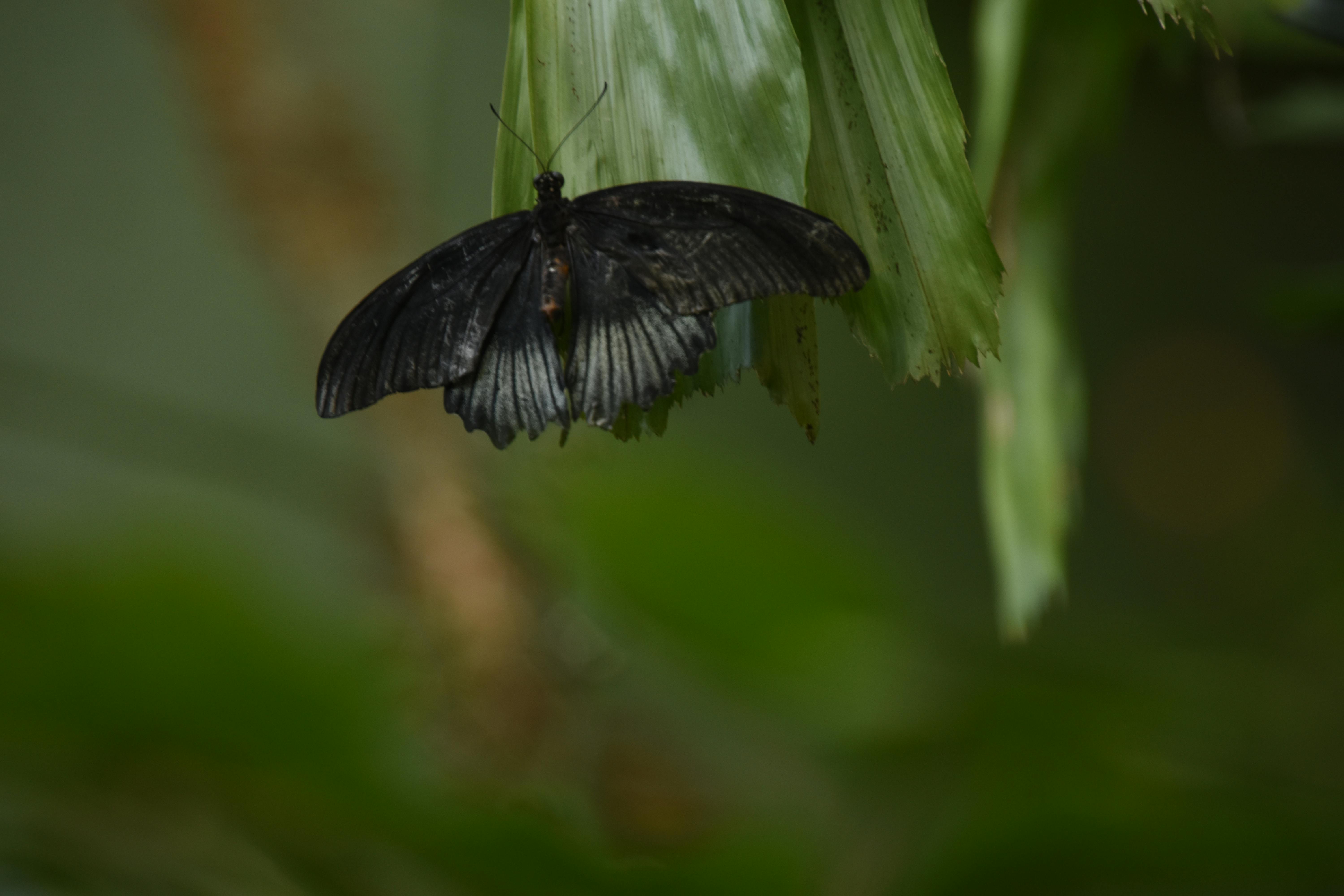 Elizabeth Olson - 摄影