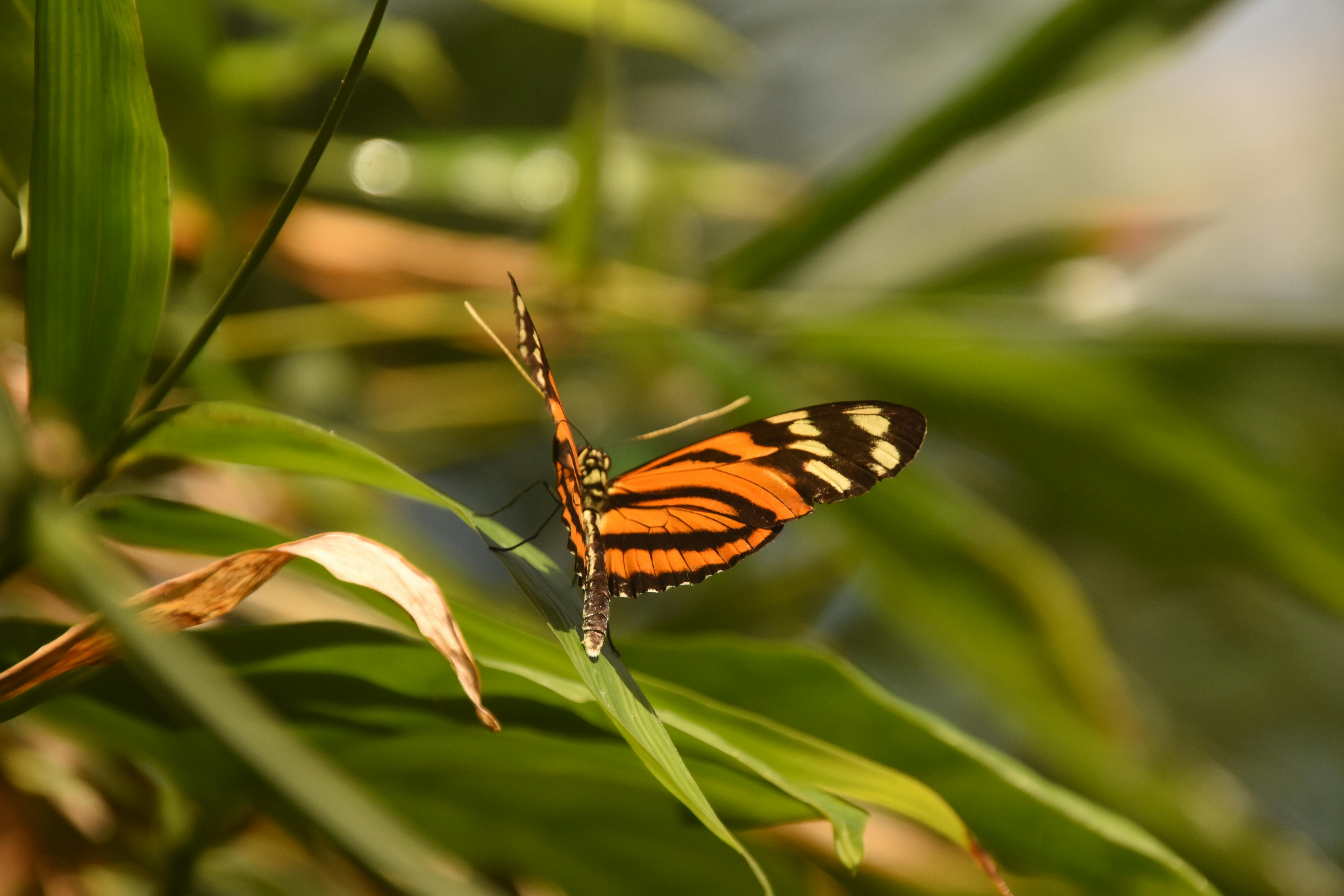Elizabeth Olson - 摄影