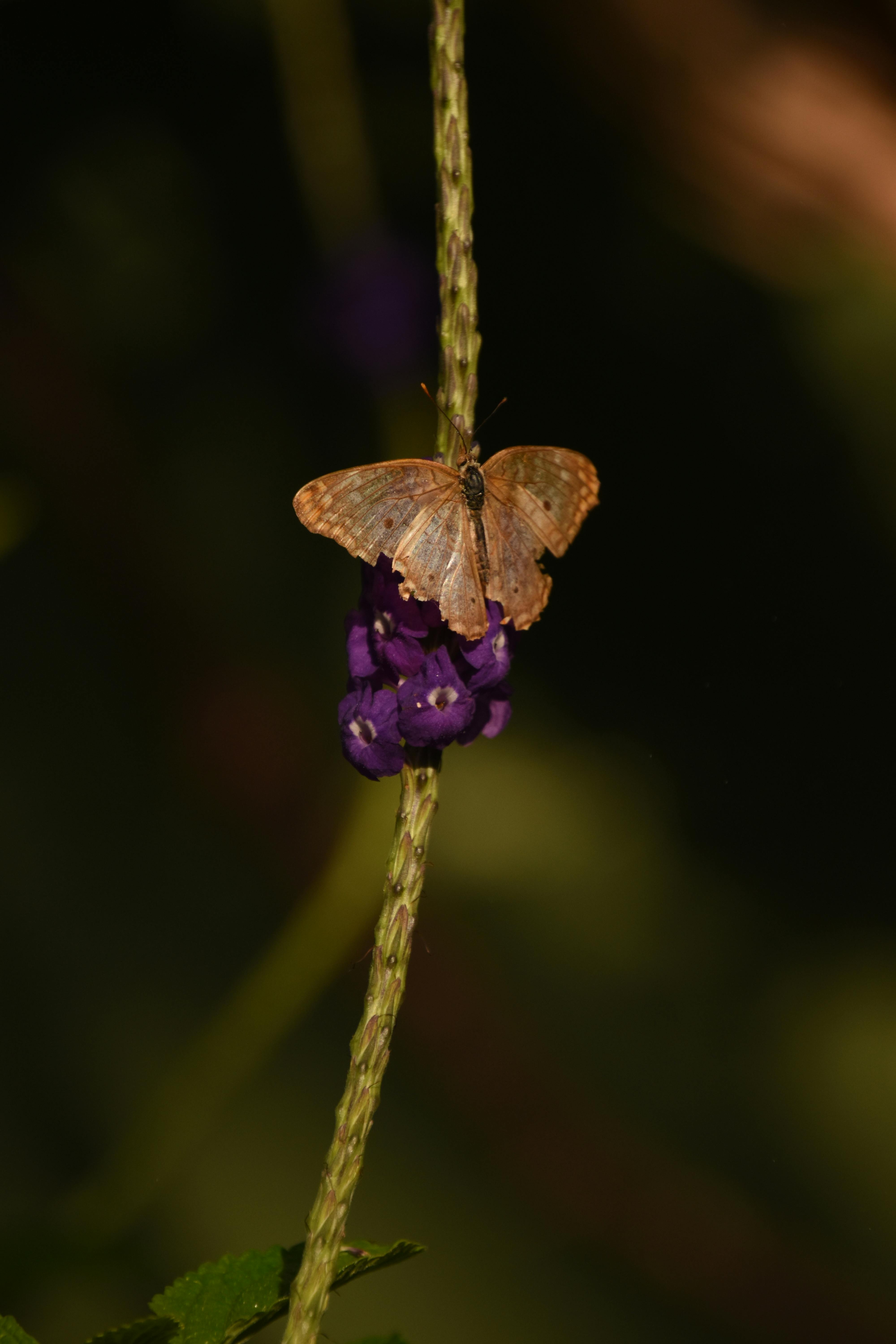 Close-up of a Flying California Pipevine Swallowtail Butterfly · Free ...