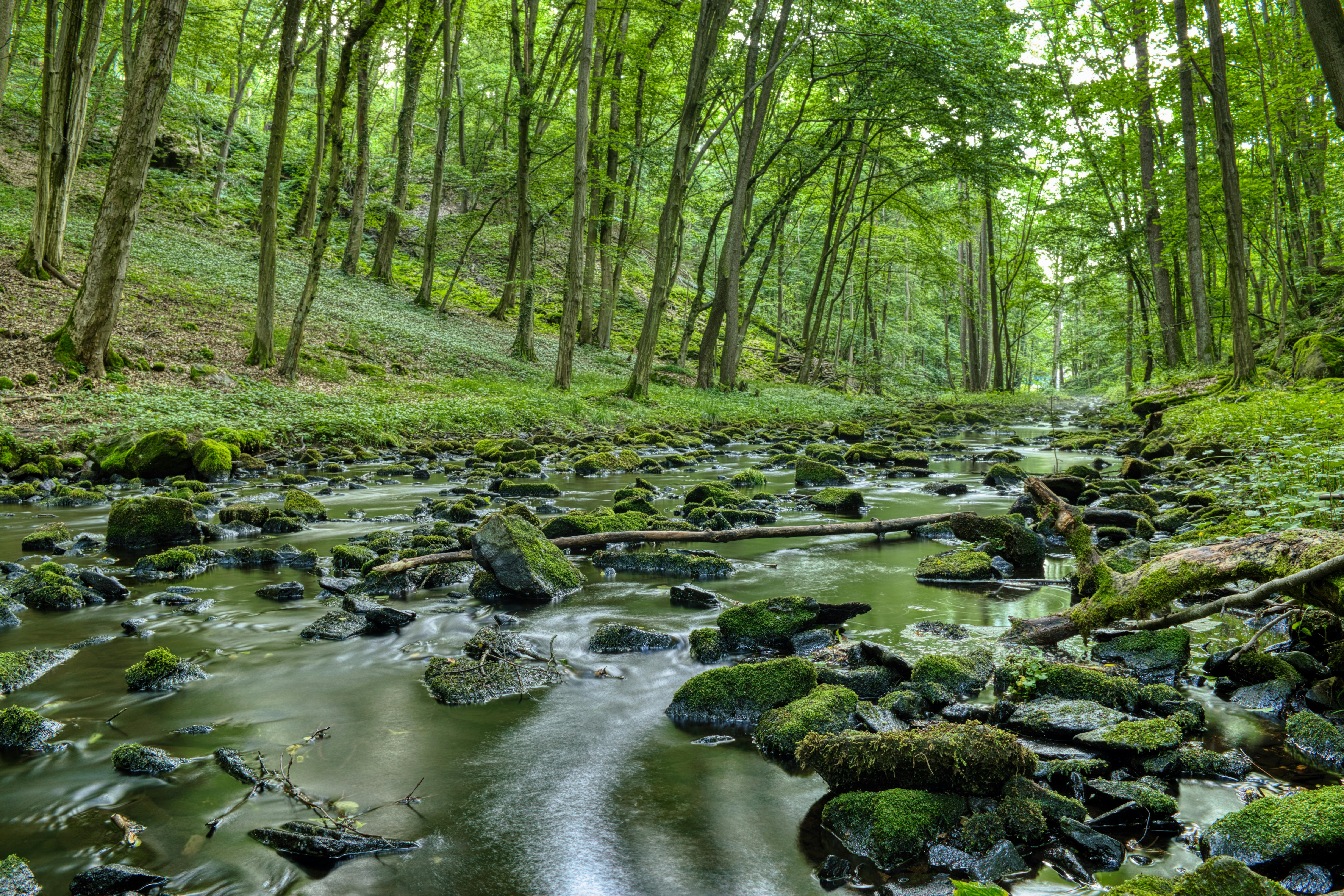 Free stock photo of above water, beech, calm water, environment, flora ...