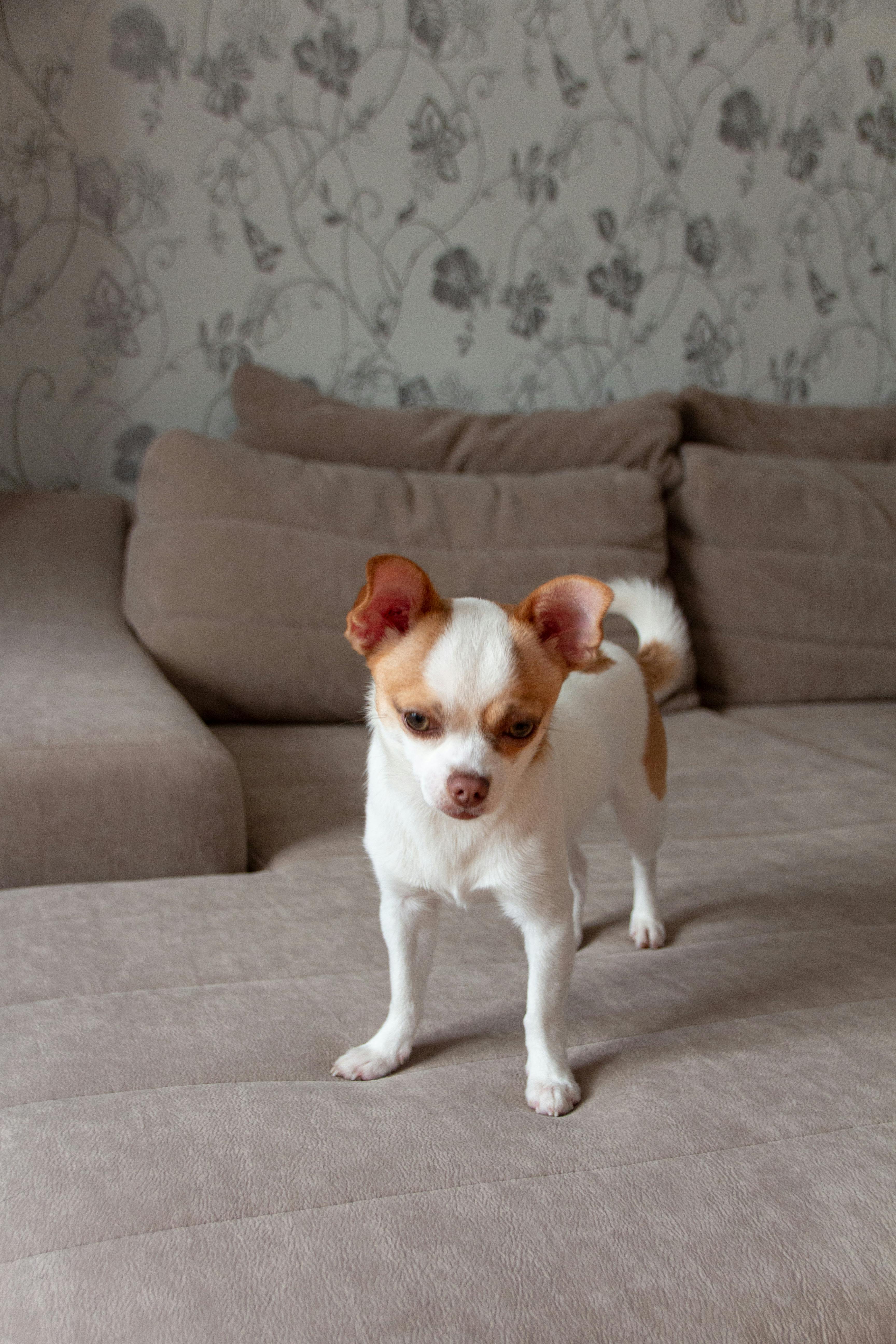 Napping Area Photos, Download The BEST Free Napping Area Stock Photos ...