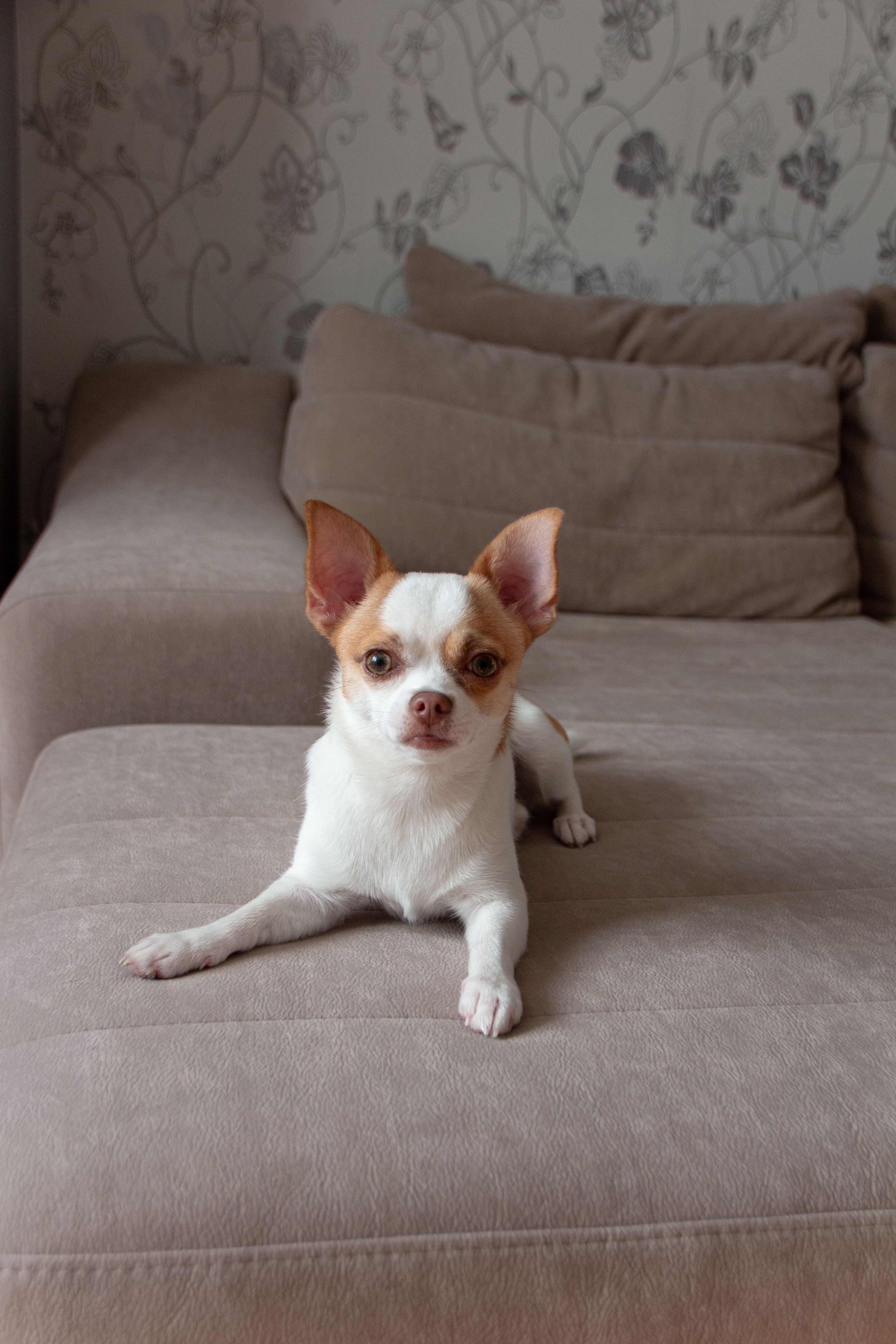 Dog Photoshot Photos, Download The BEST Free Dog Photoshot Stock Photos ...