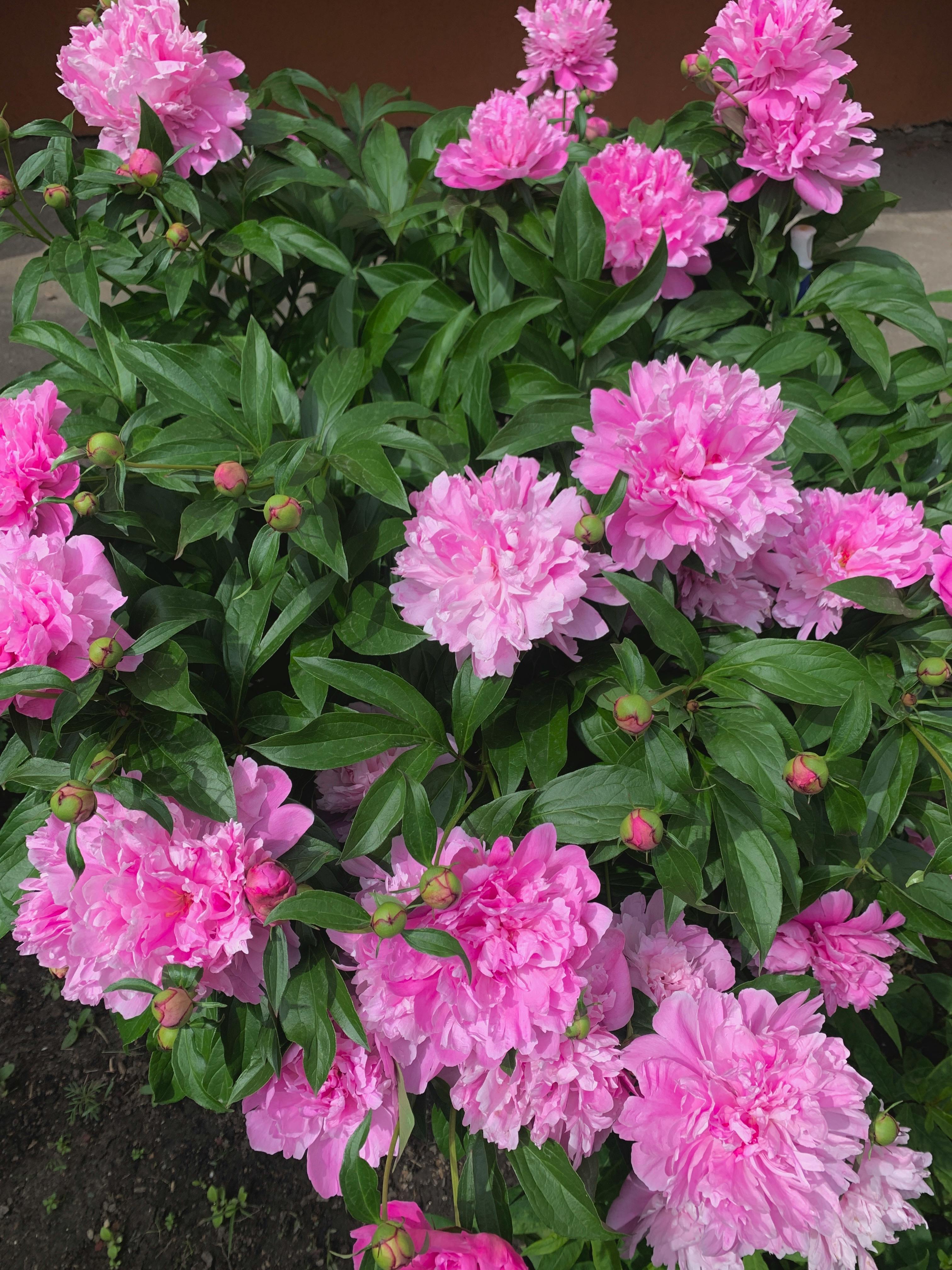 Blooming Shrub of Peony · Free Stock Photo