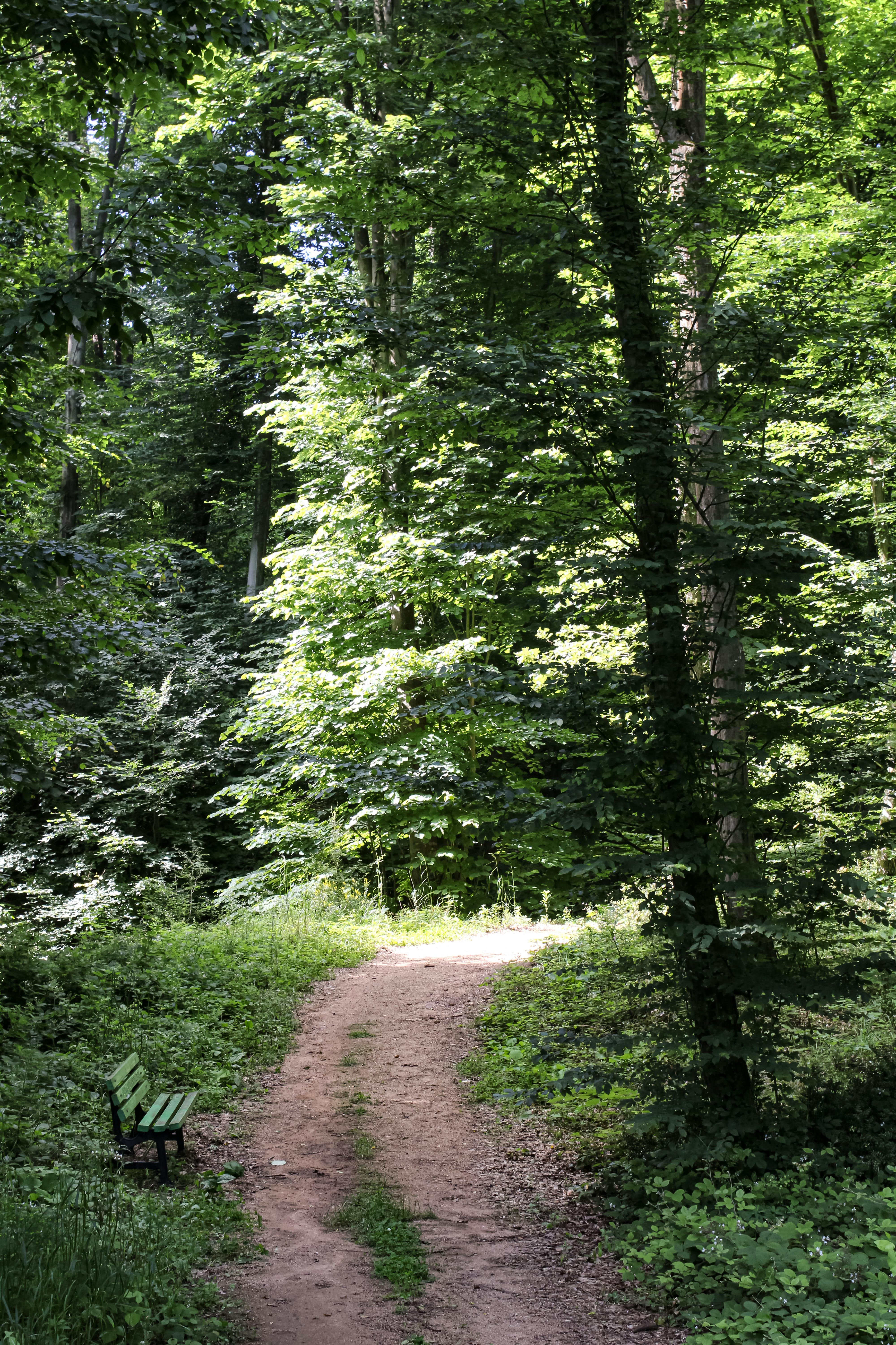 Footpath through Forest in Summer · Free Stock Photo