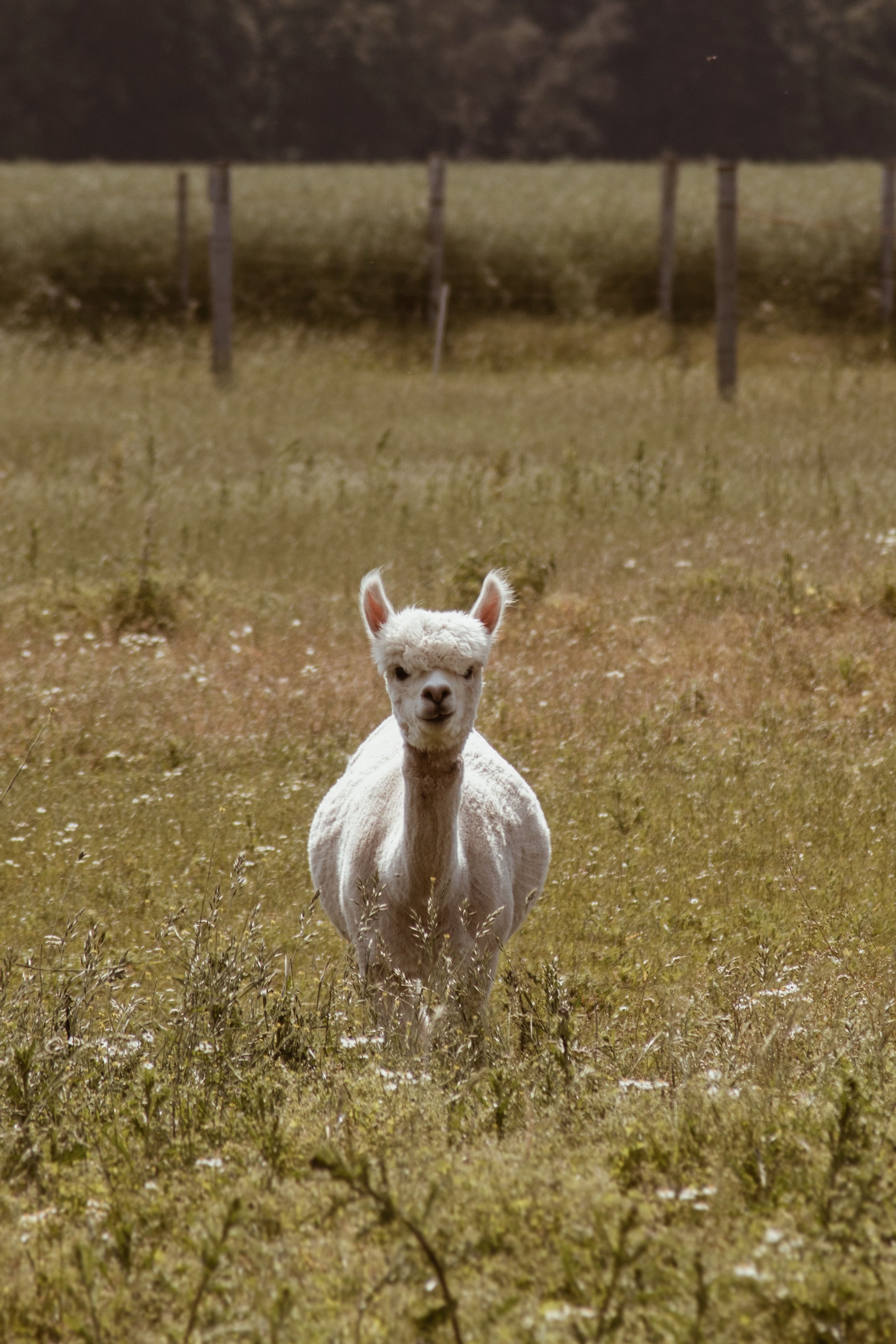 Llama in Pasture · Free Stock Photo