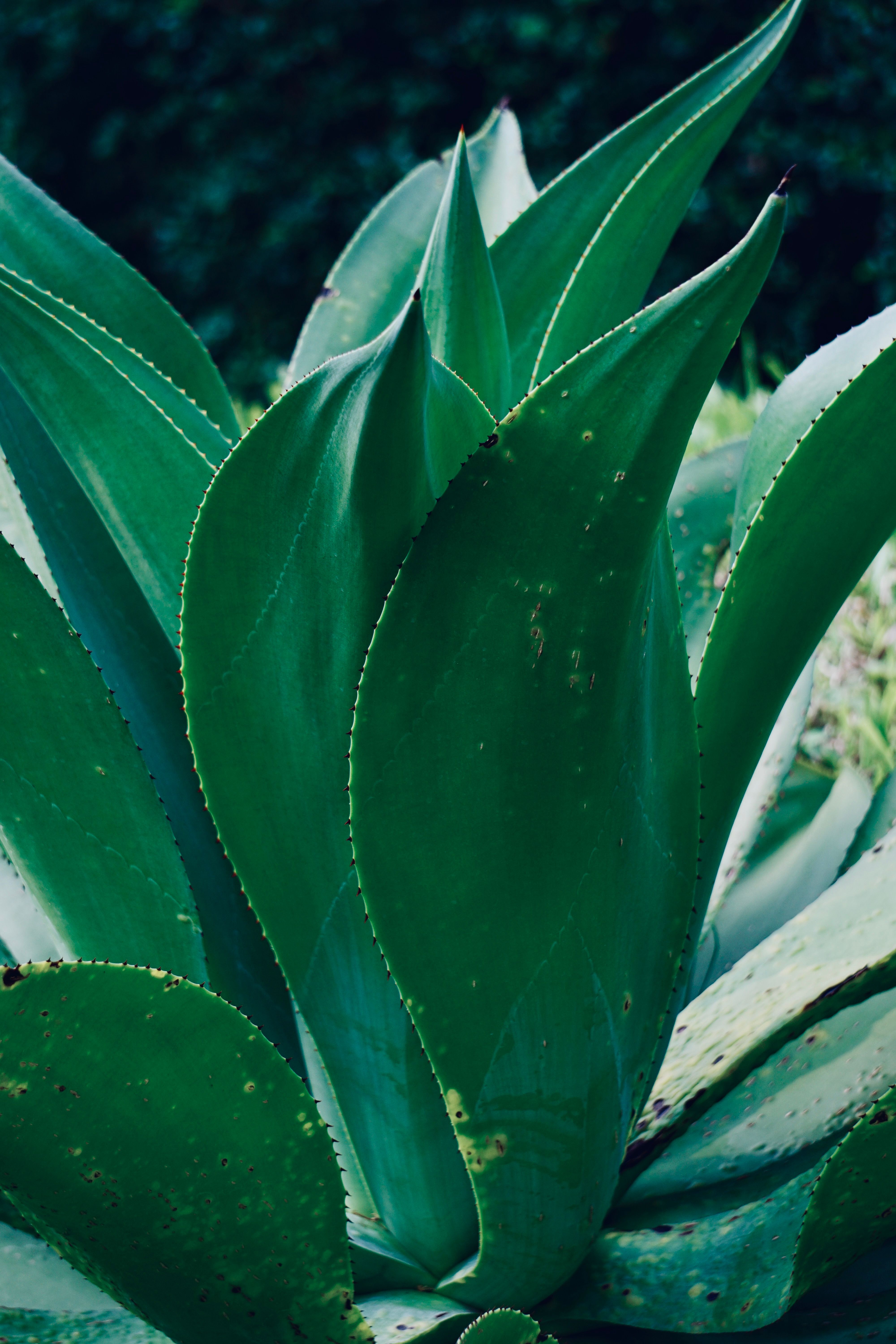 Prickly leaves of succulent plant · Free Stock Photo