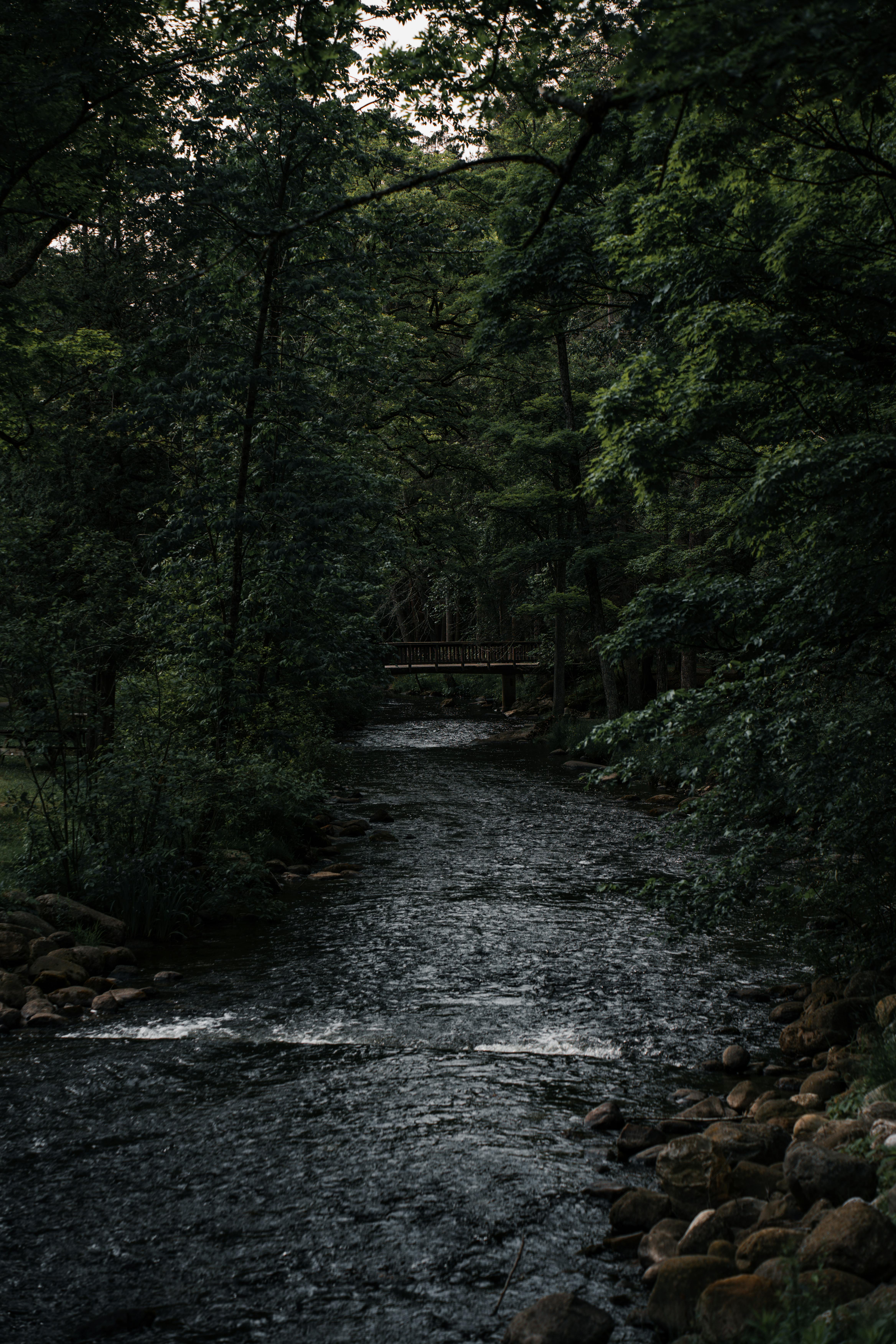 River in Forest · Free Stock Photo
