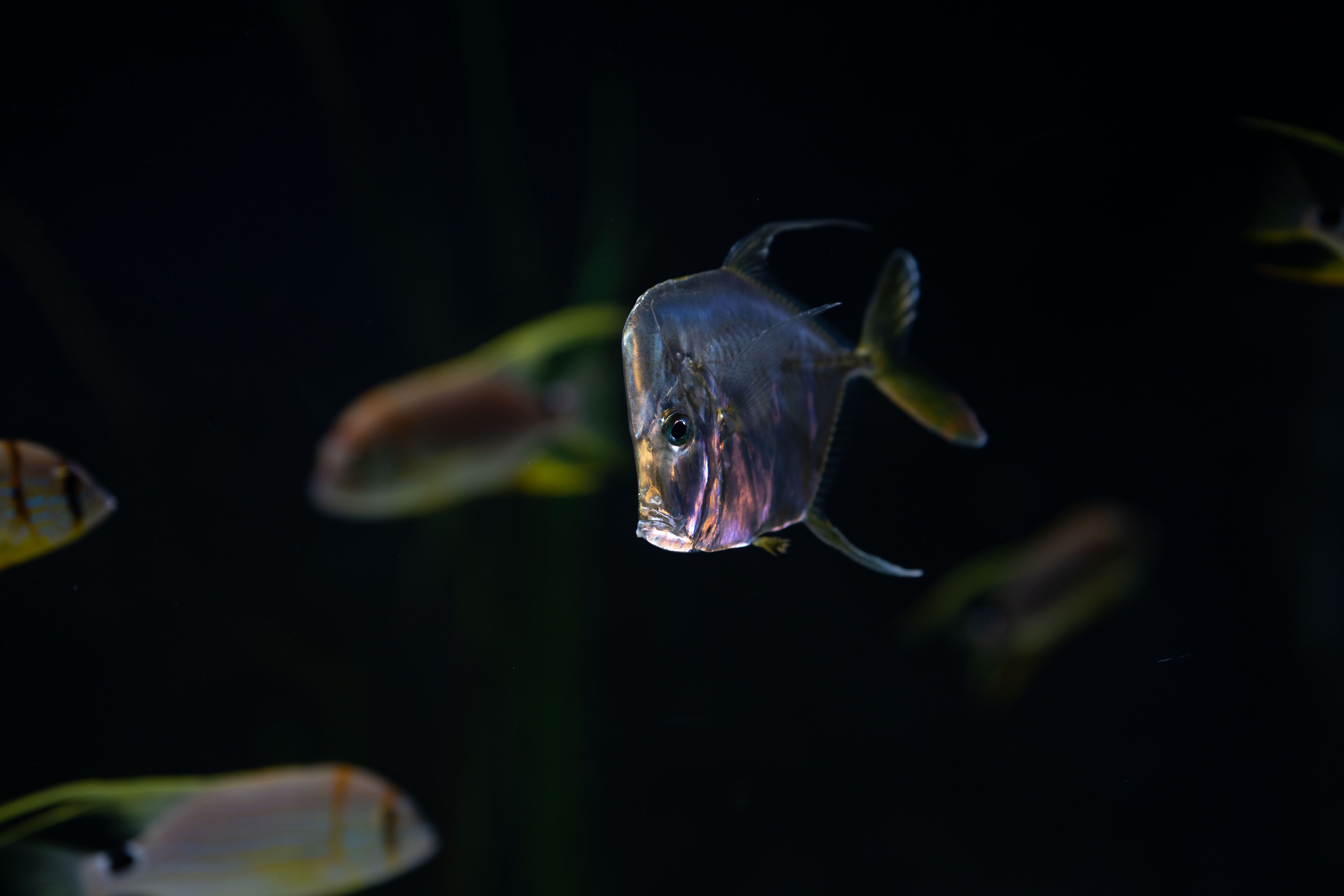 Close up of Lookdown Fish · Free Stock Photo