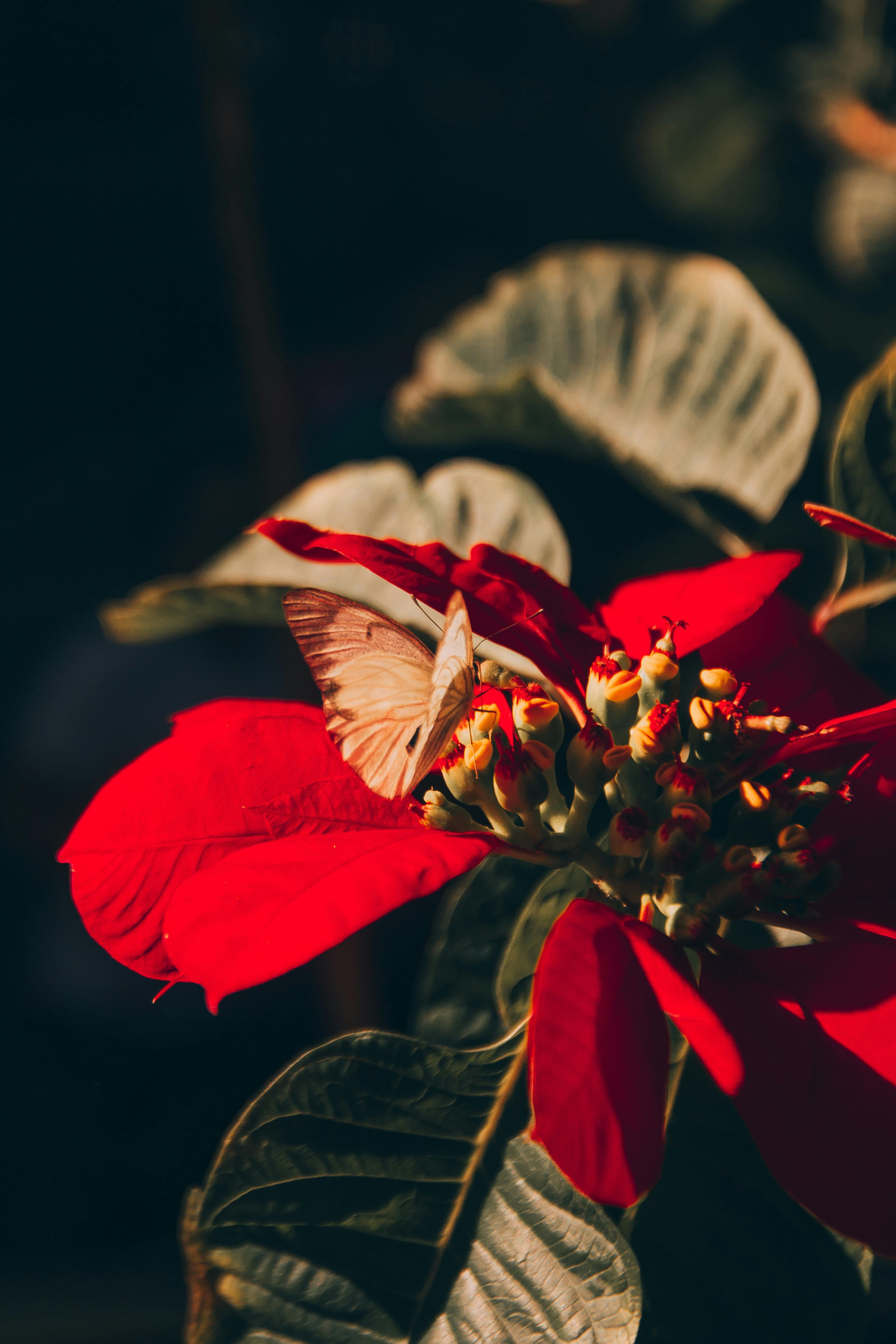Red Poinsettia Flowers in Close-up Photography · Free Stock Photo