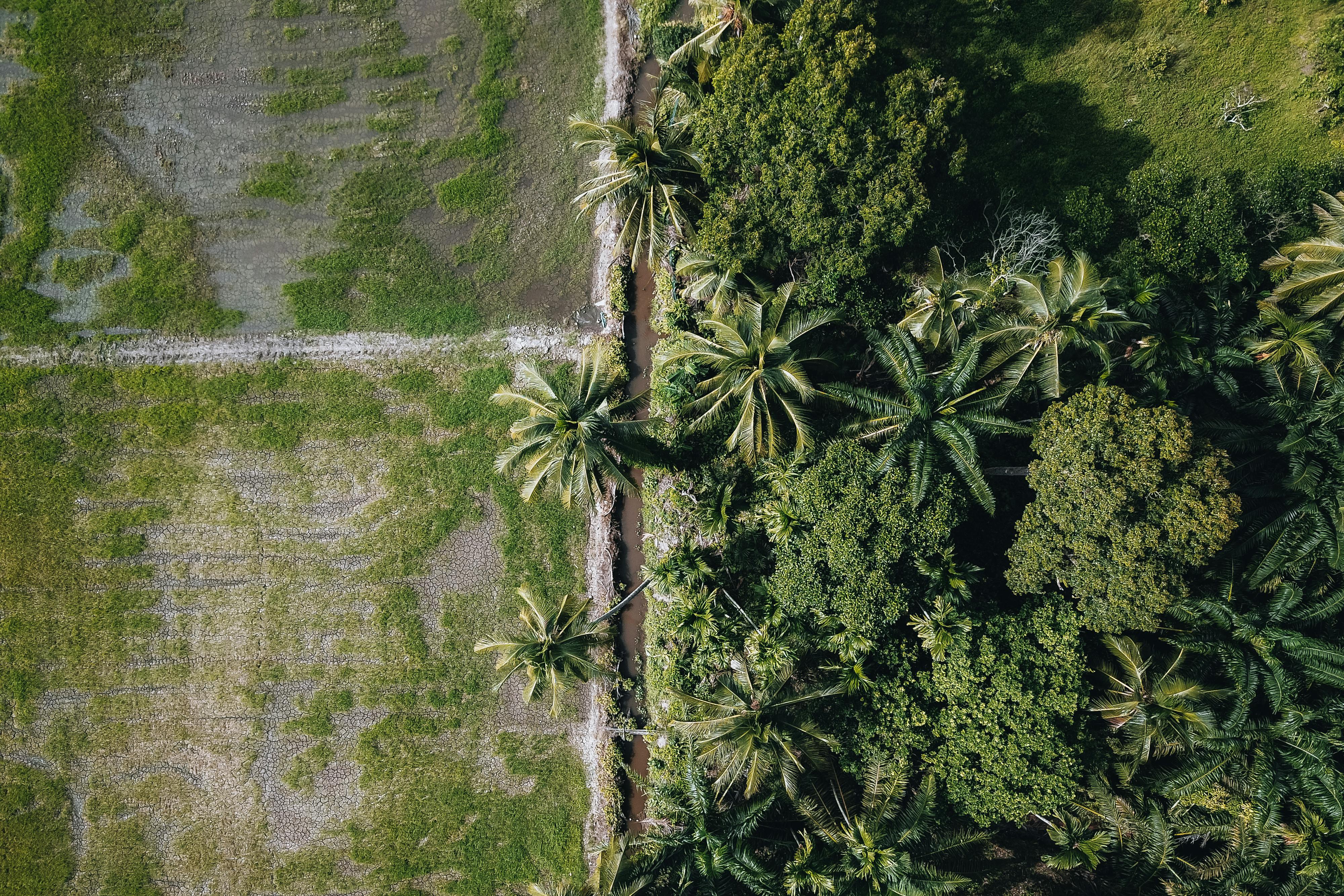 Thailand palm oil export: 5 Powerful Growth Drivers 2025