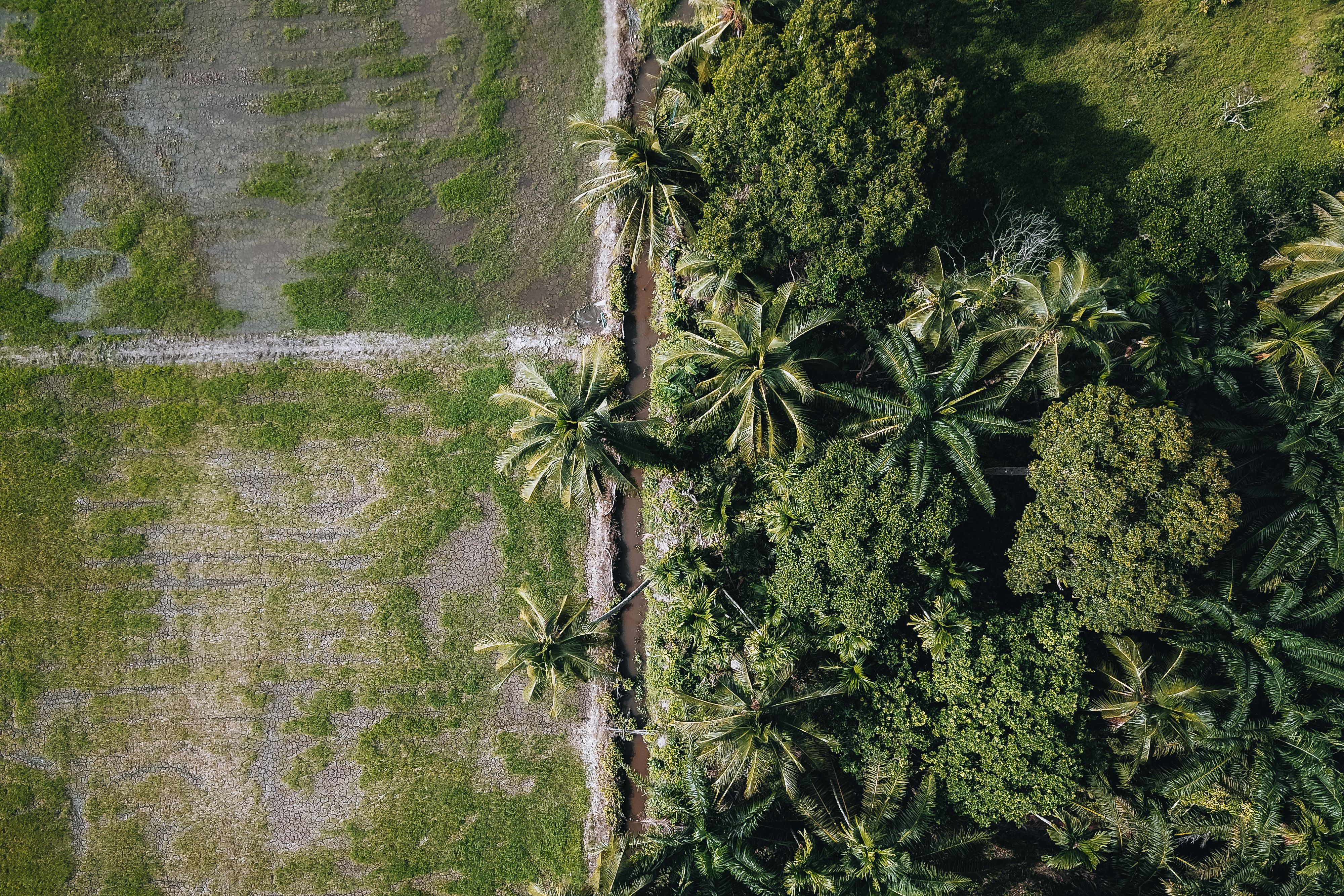 Top View of Palm Trees and Croplands · Free Stock Photo