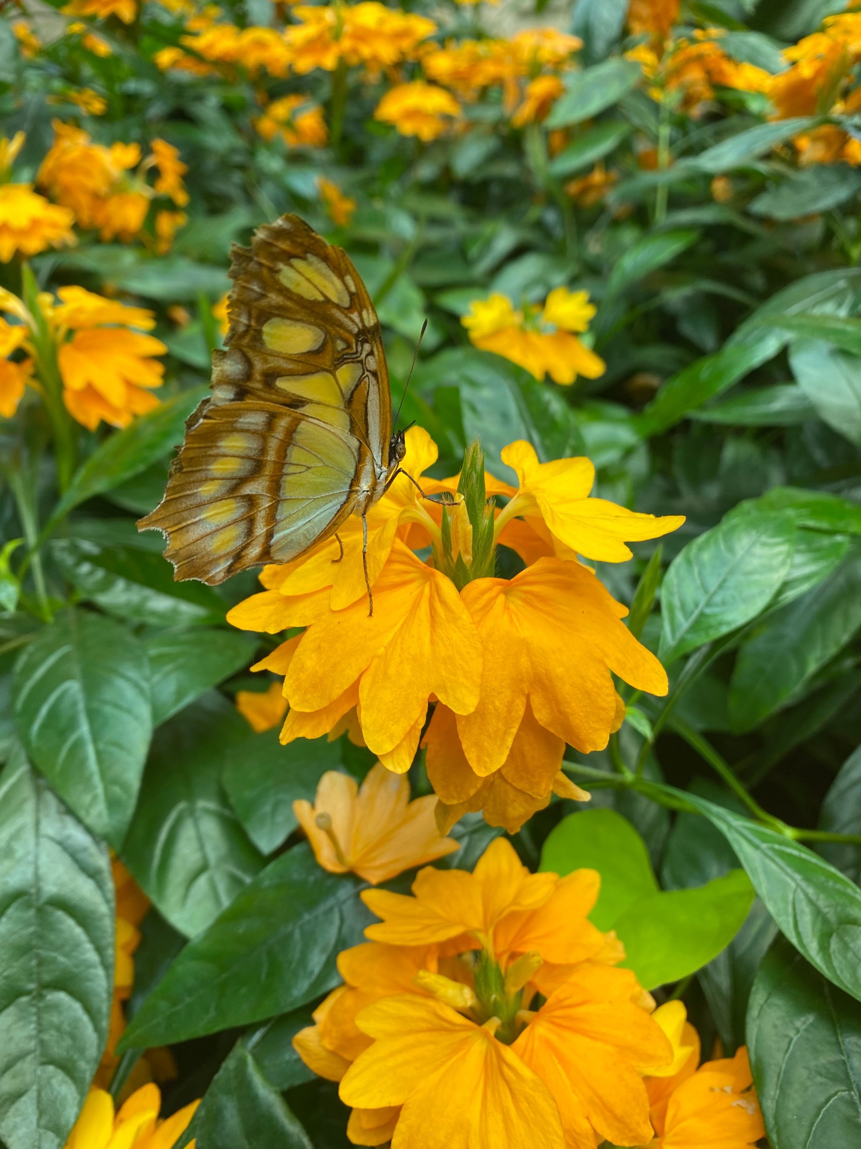 Alone Butterfly Photos, Download The BEST Free Alone Butterfly Stock ...