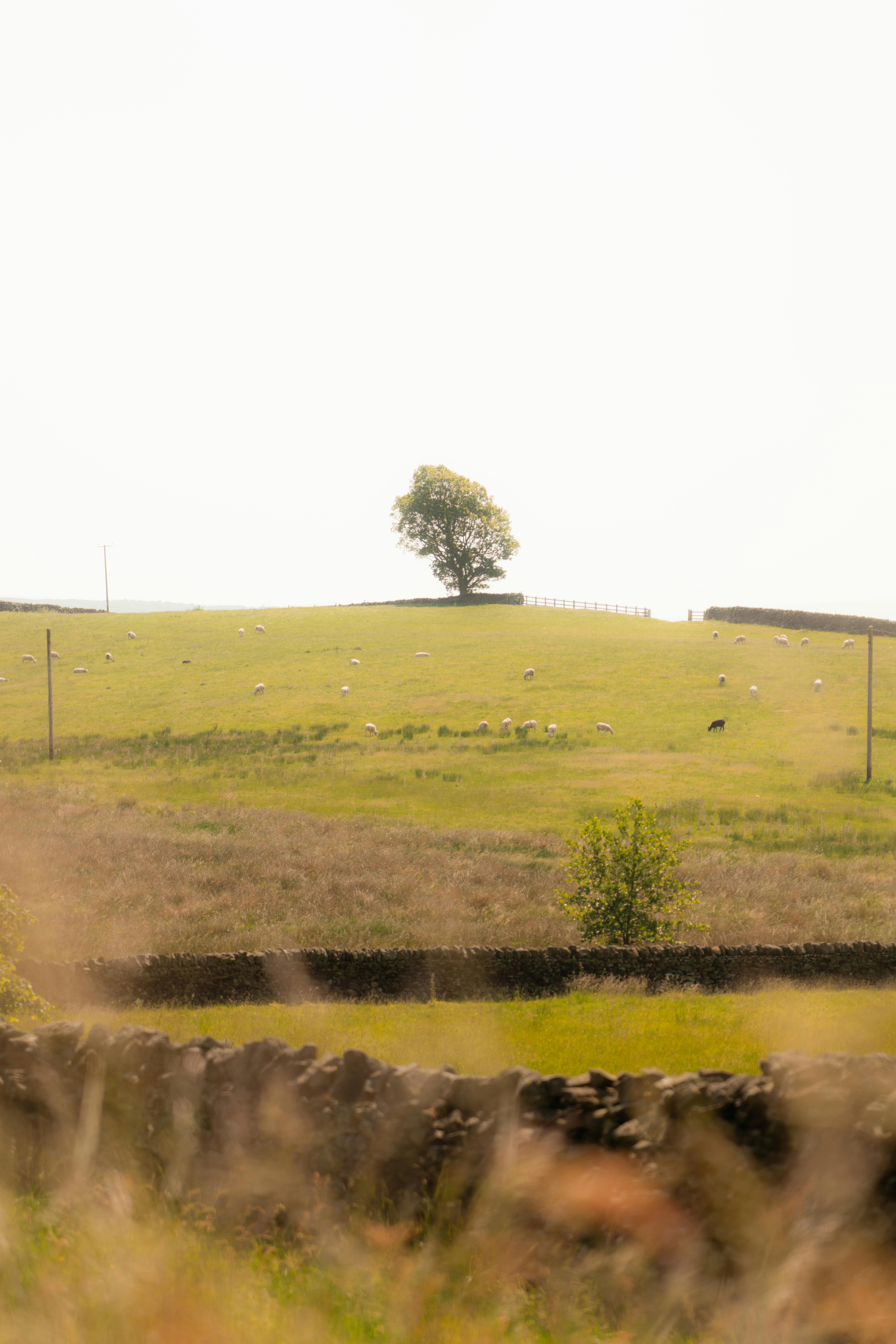 Shepherd Watching over Sheep Grazing Grass · Free Stock Photo