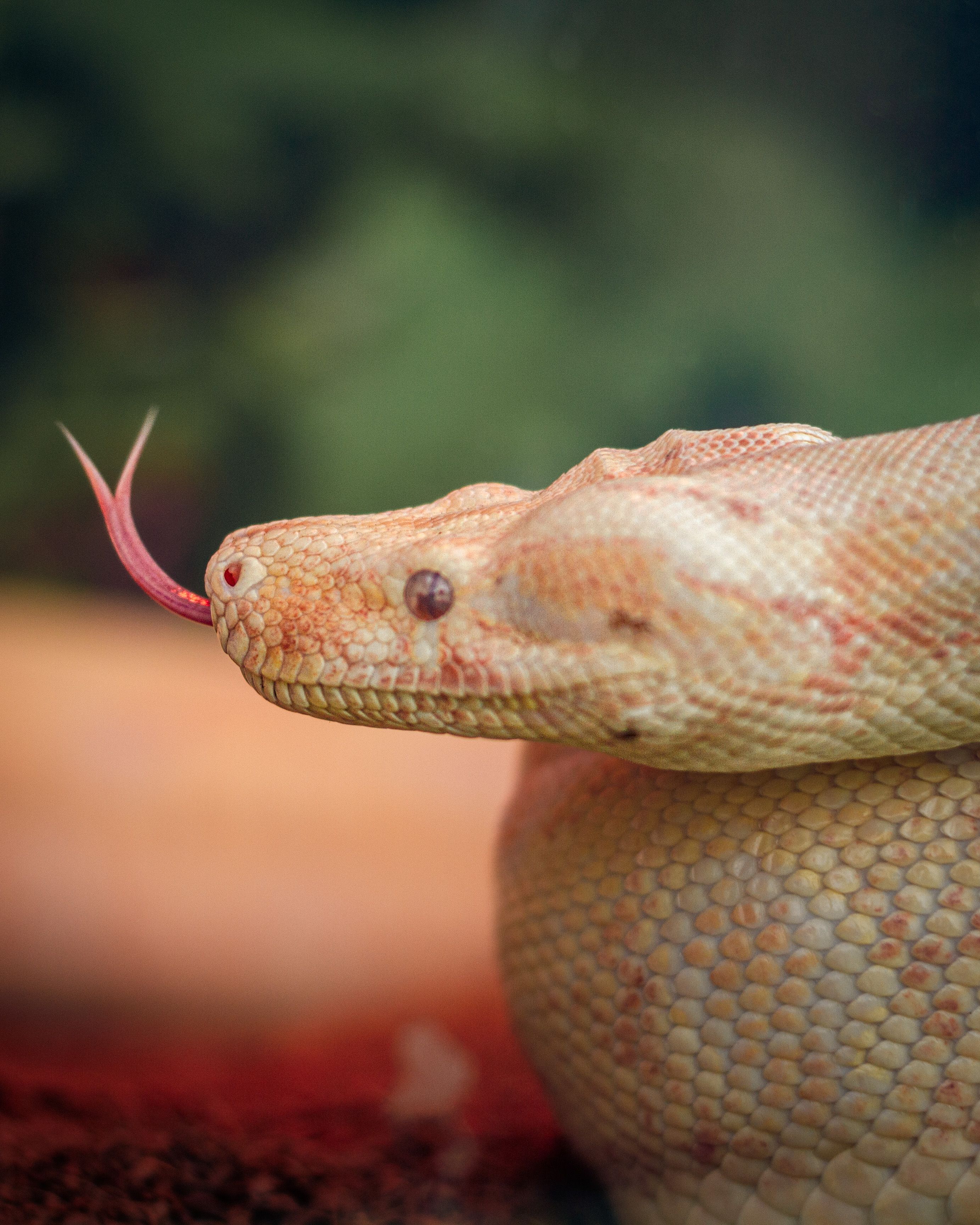 Serpiente Brillante Enroscada · Foto de stock gratuita