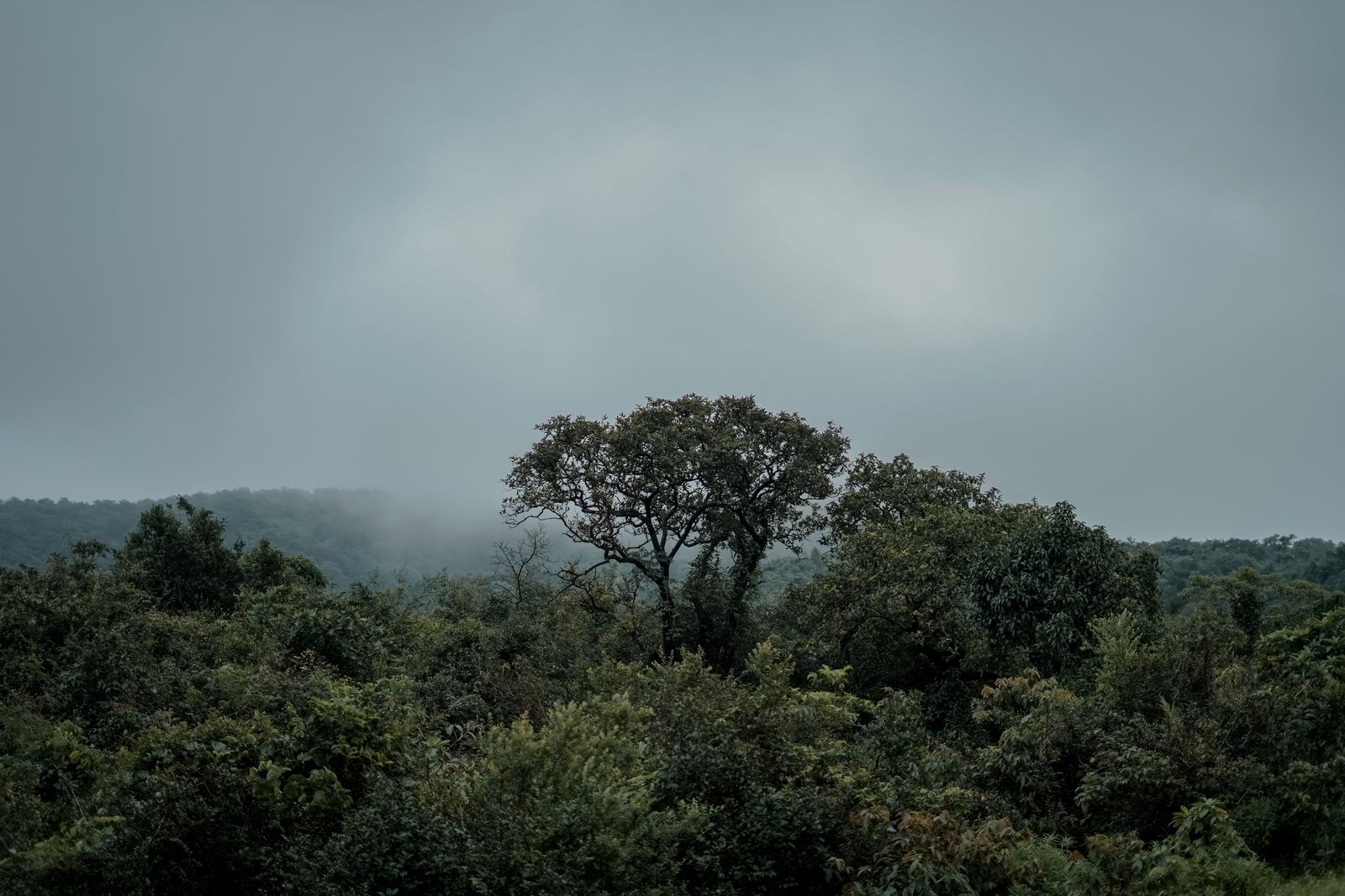 Forest Landscape Photos, Download The BEST Free Forest Landscape Stock ...