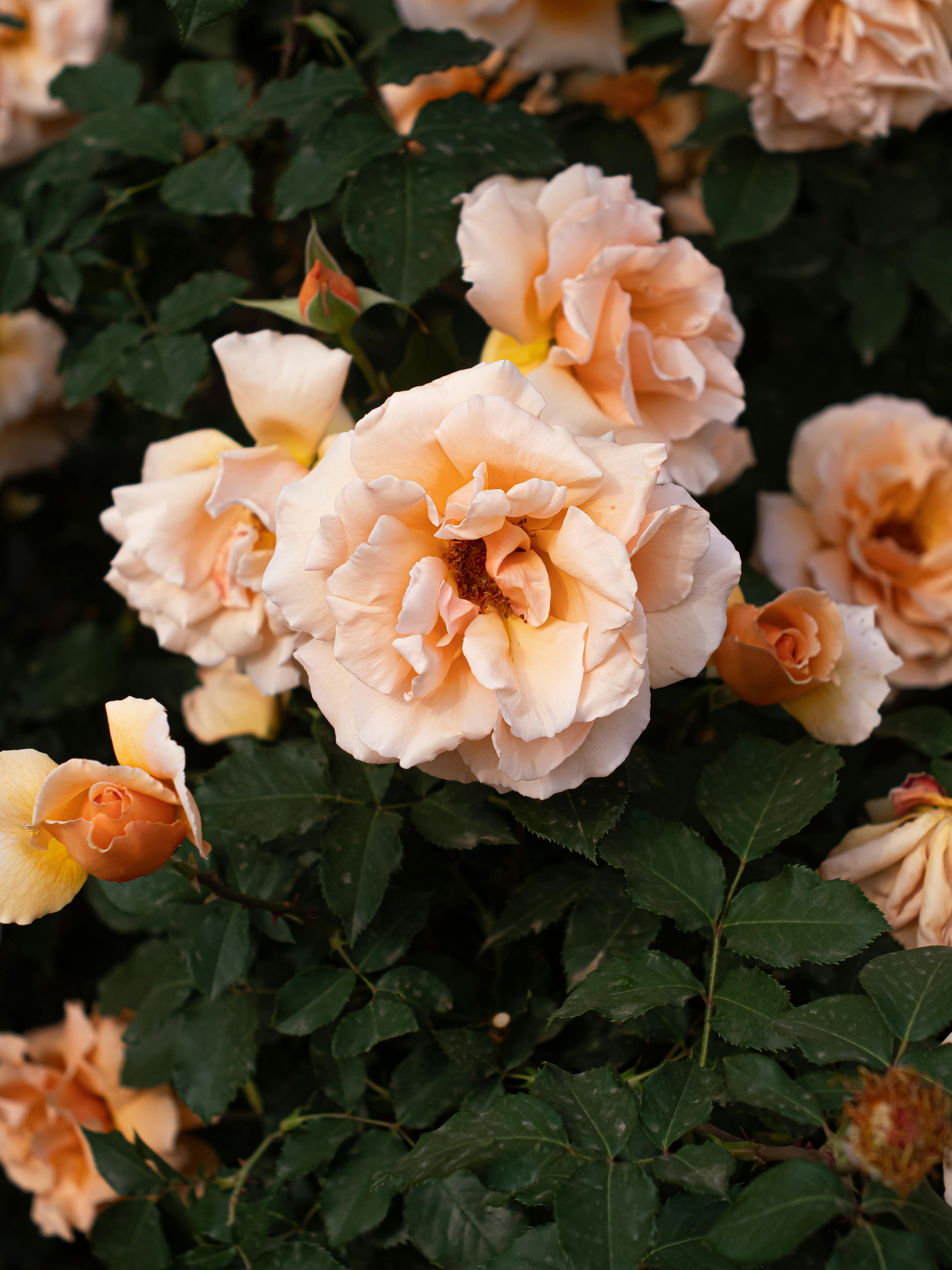 Peach Colored Floribunda Roses · Free Stock Photo