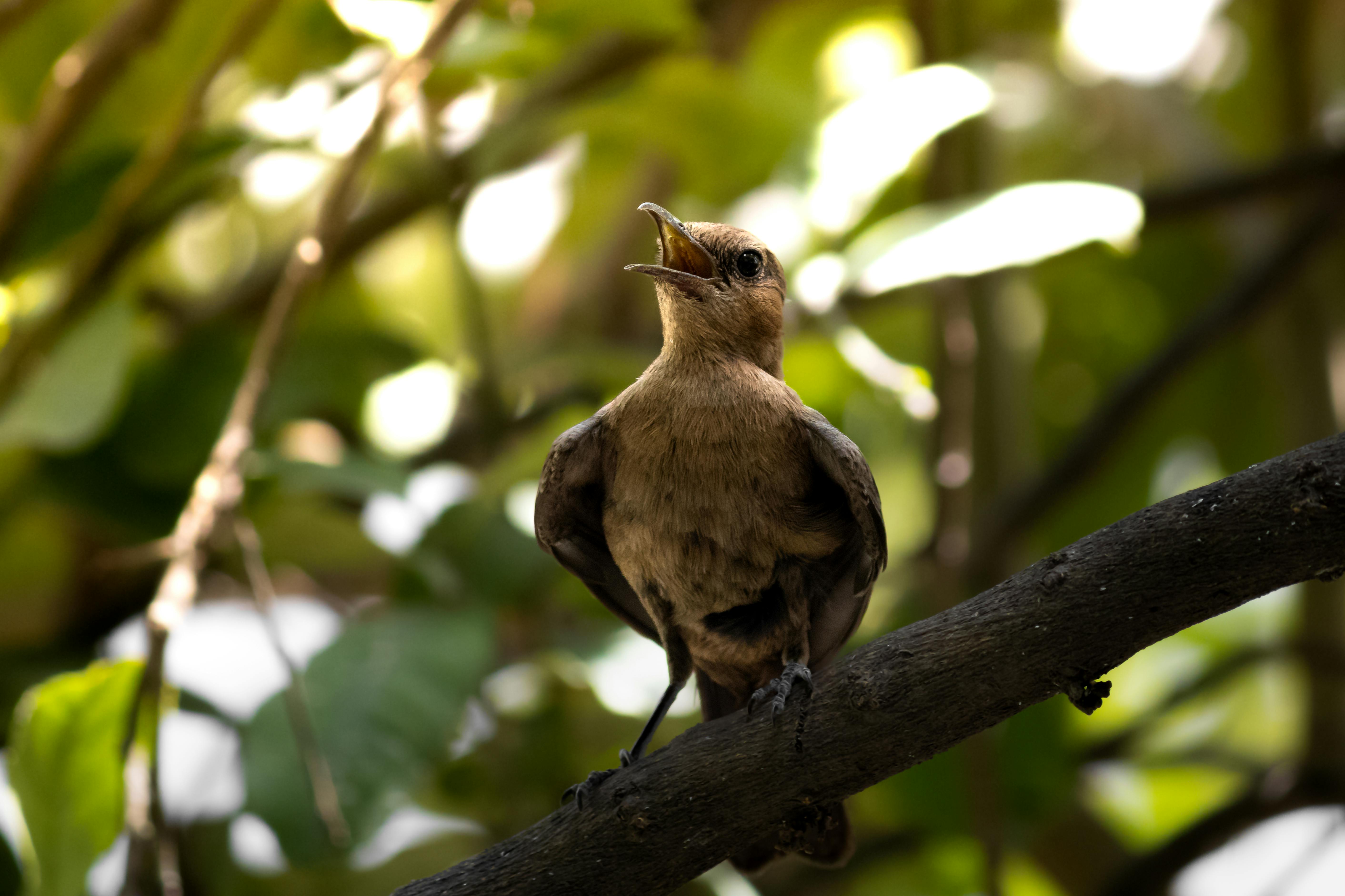 Victoria Wildlife Photos, Download The BEST Free Victoria Wildlife ...