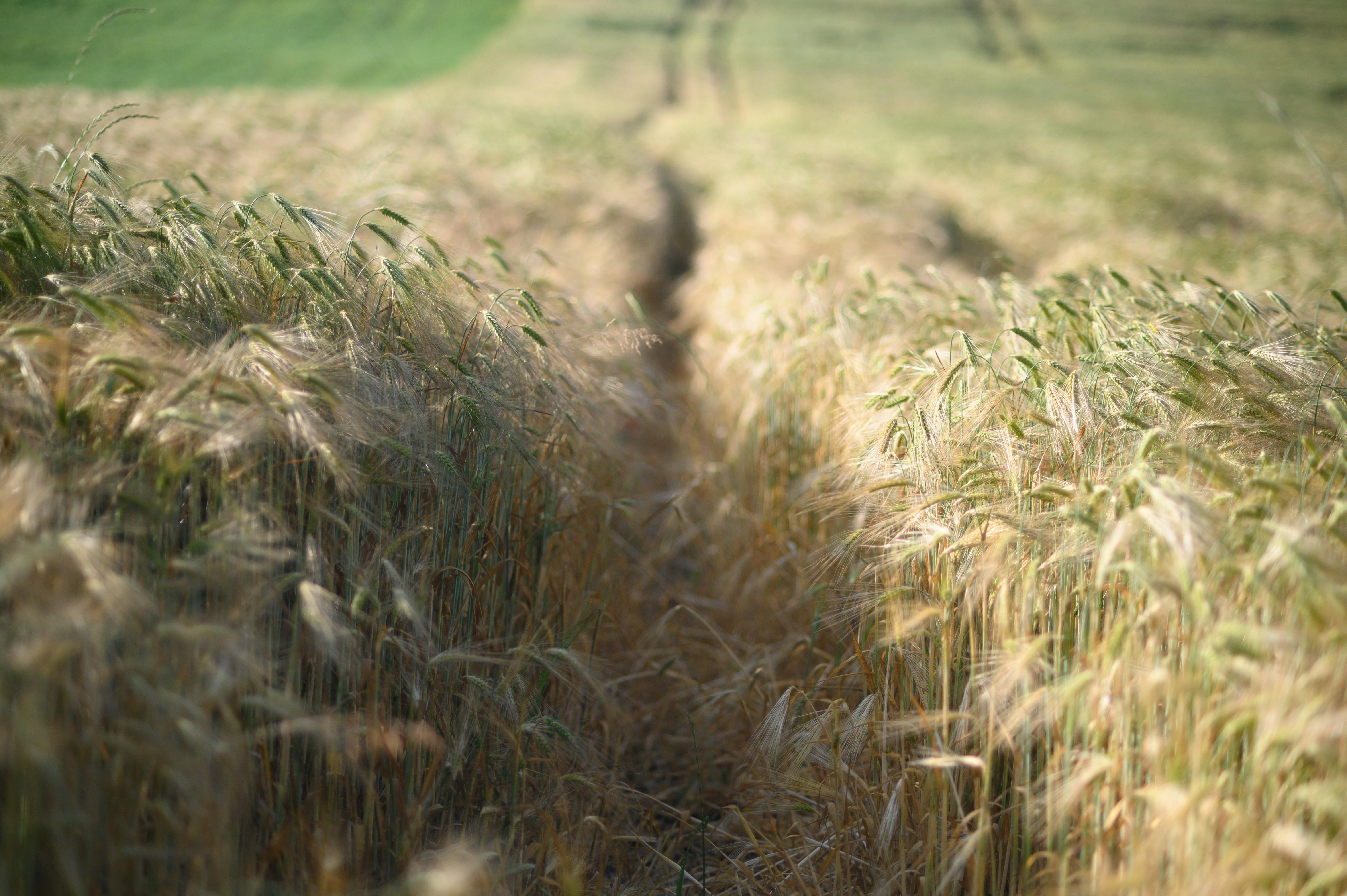 Path Through a Rye Field · Free Stock Photo