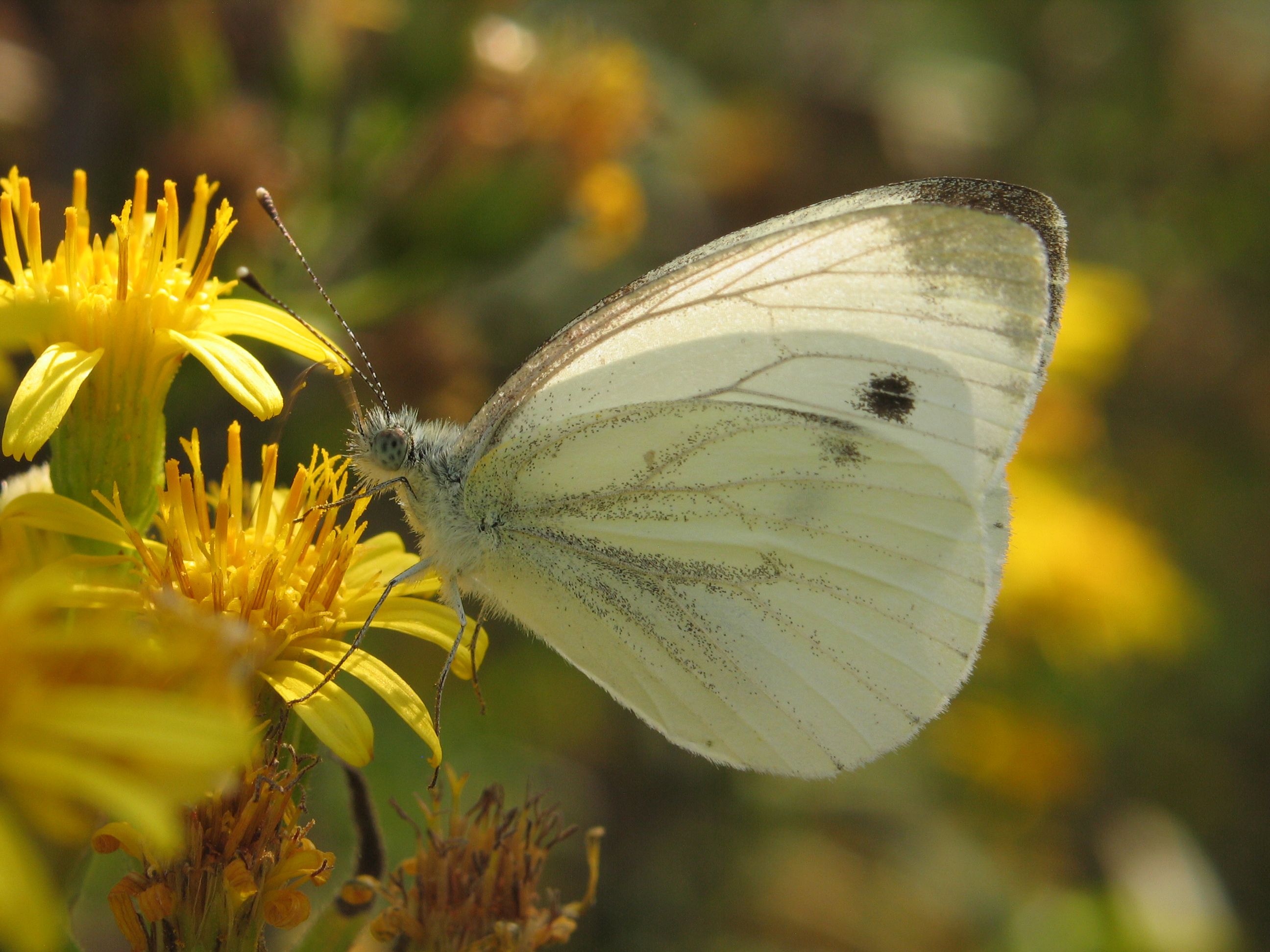 Alone Butterfly Photos, Download The BEST Free Alone Butterfly Stock ...
