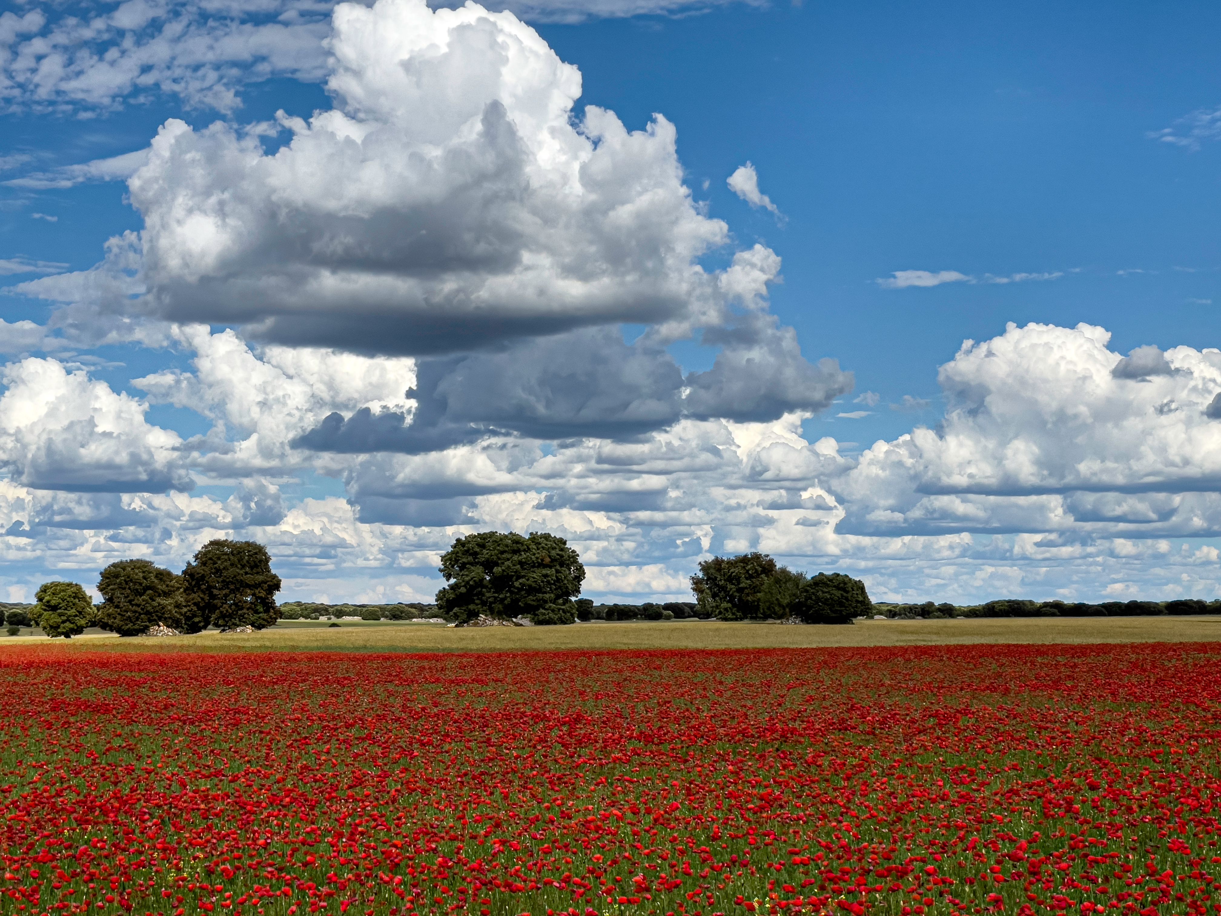 Scenic Landscape with a Poppy Field · Free Stock Photo