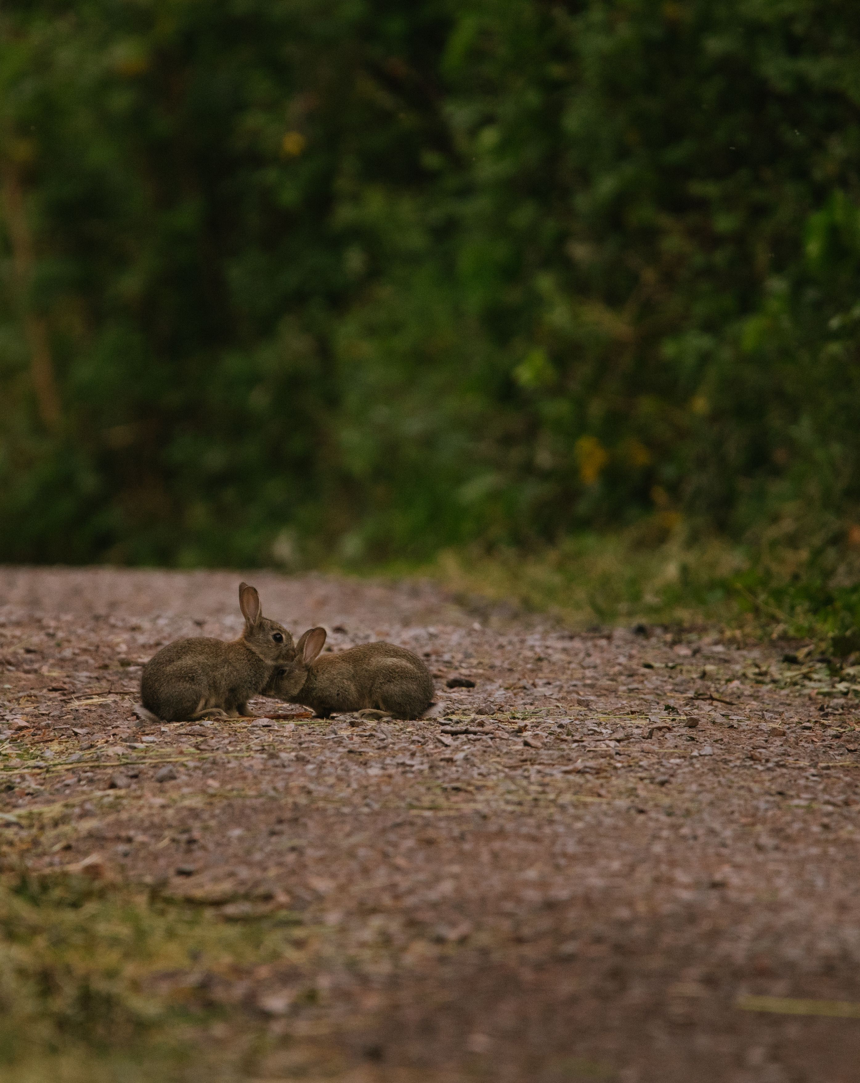 Little Rabbits in the Country Road · Free Stock Photo