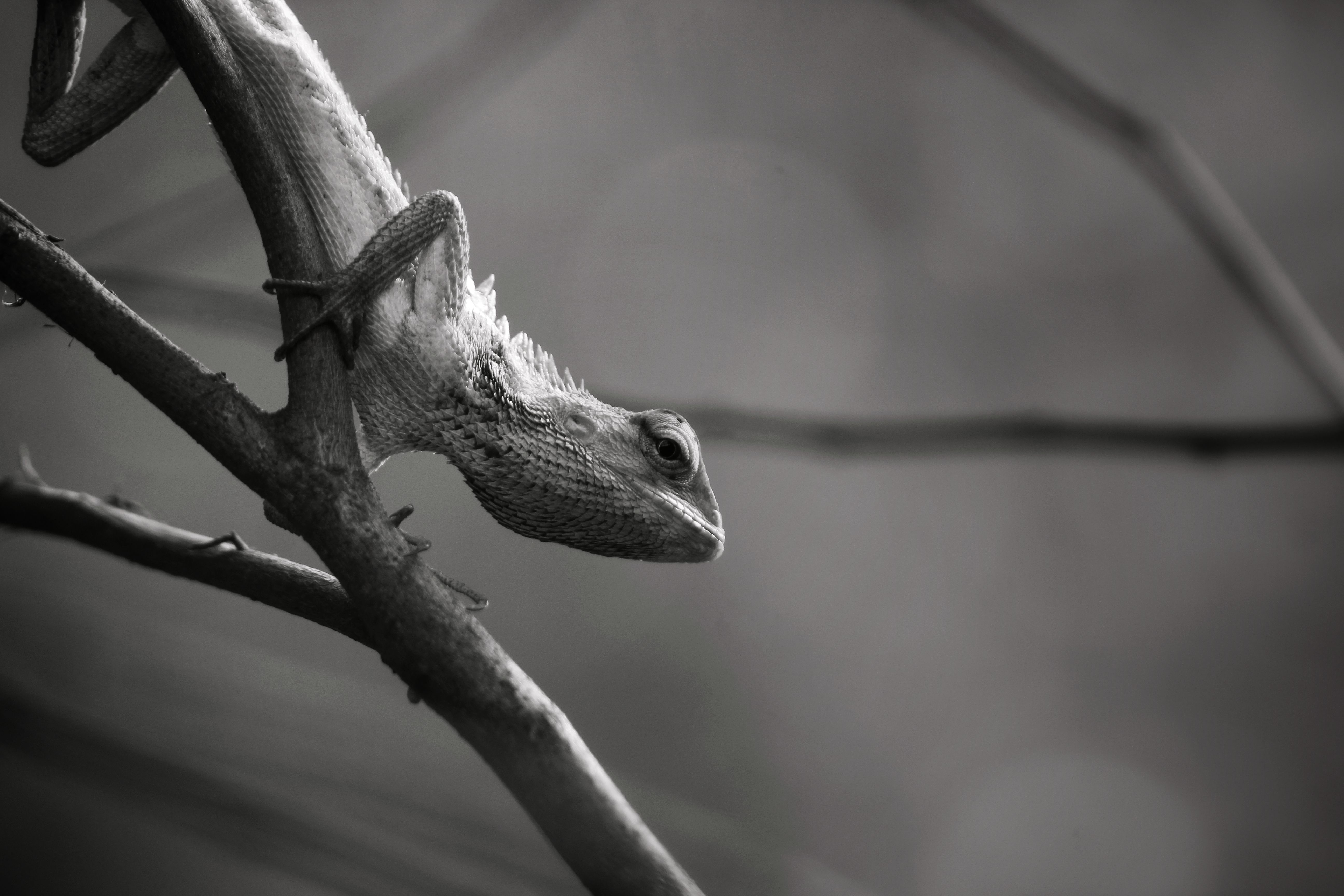 Green and Gray Chameleon · Free Stock Photo