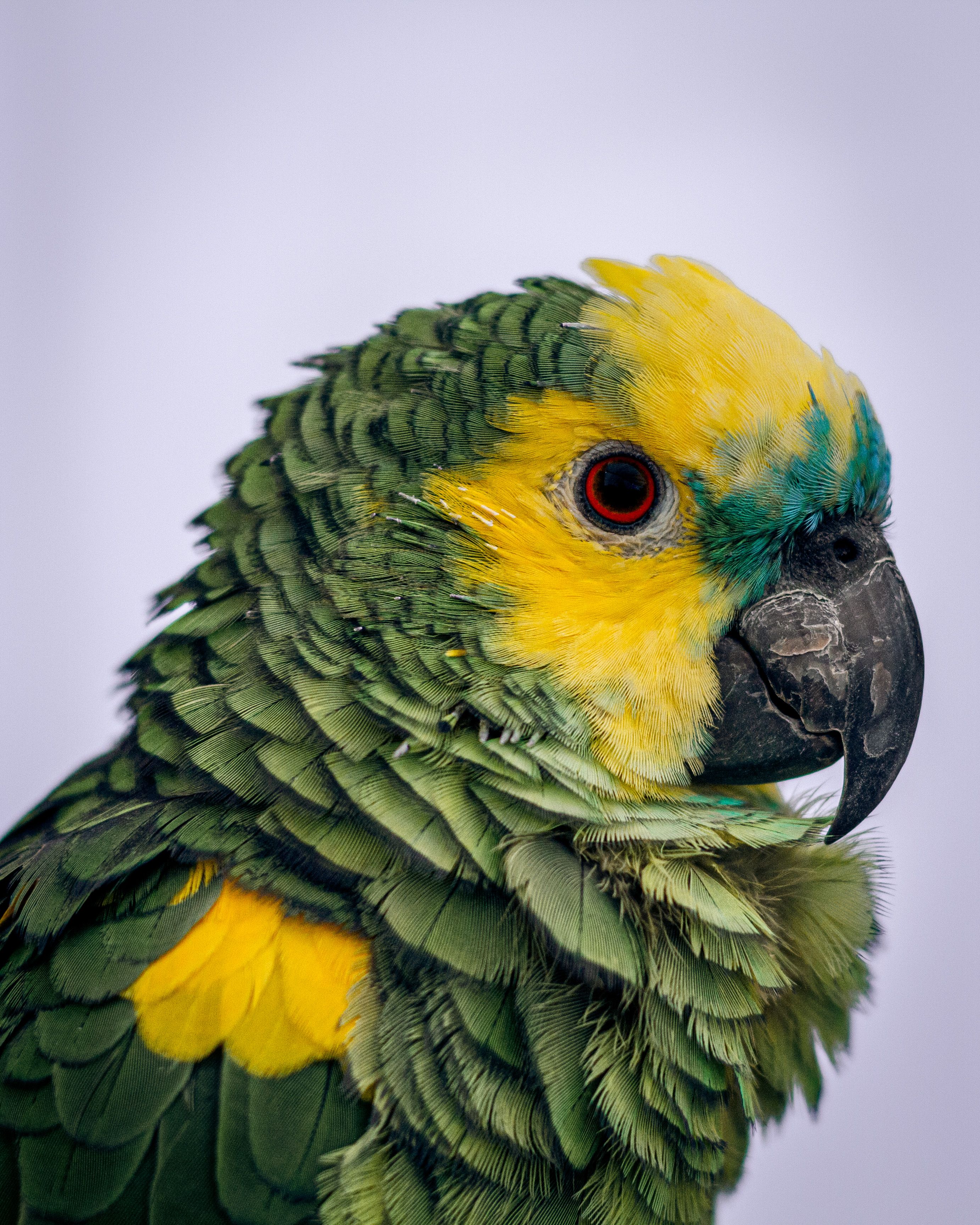 Close-up of a Blue-fronted Amazon Parrot · Free Stock Photo