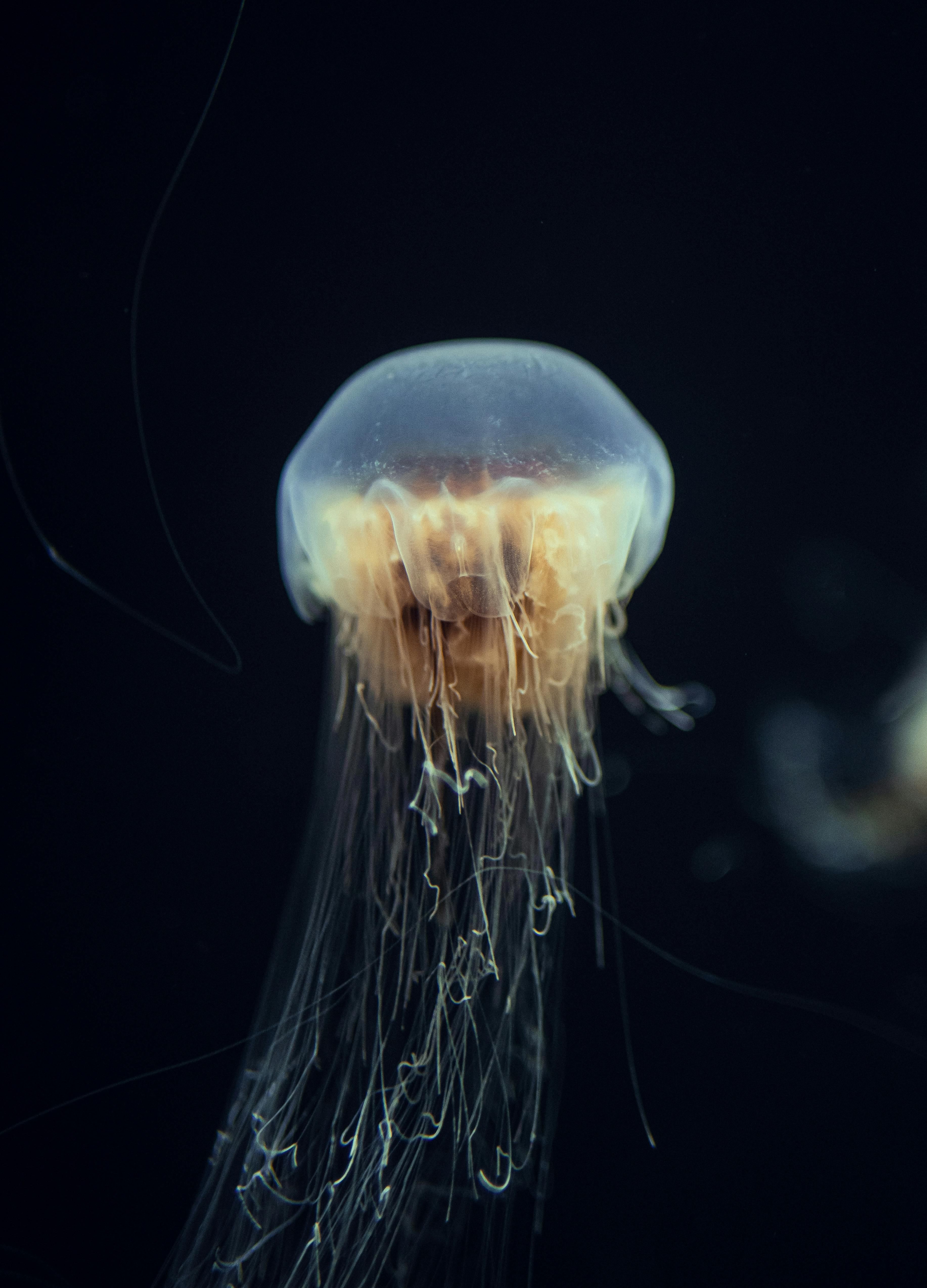 Close-Up Photo of Green Jellyfish · Free Stock Photo