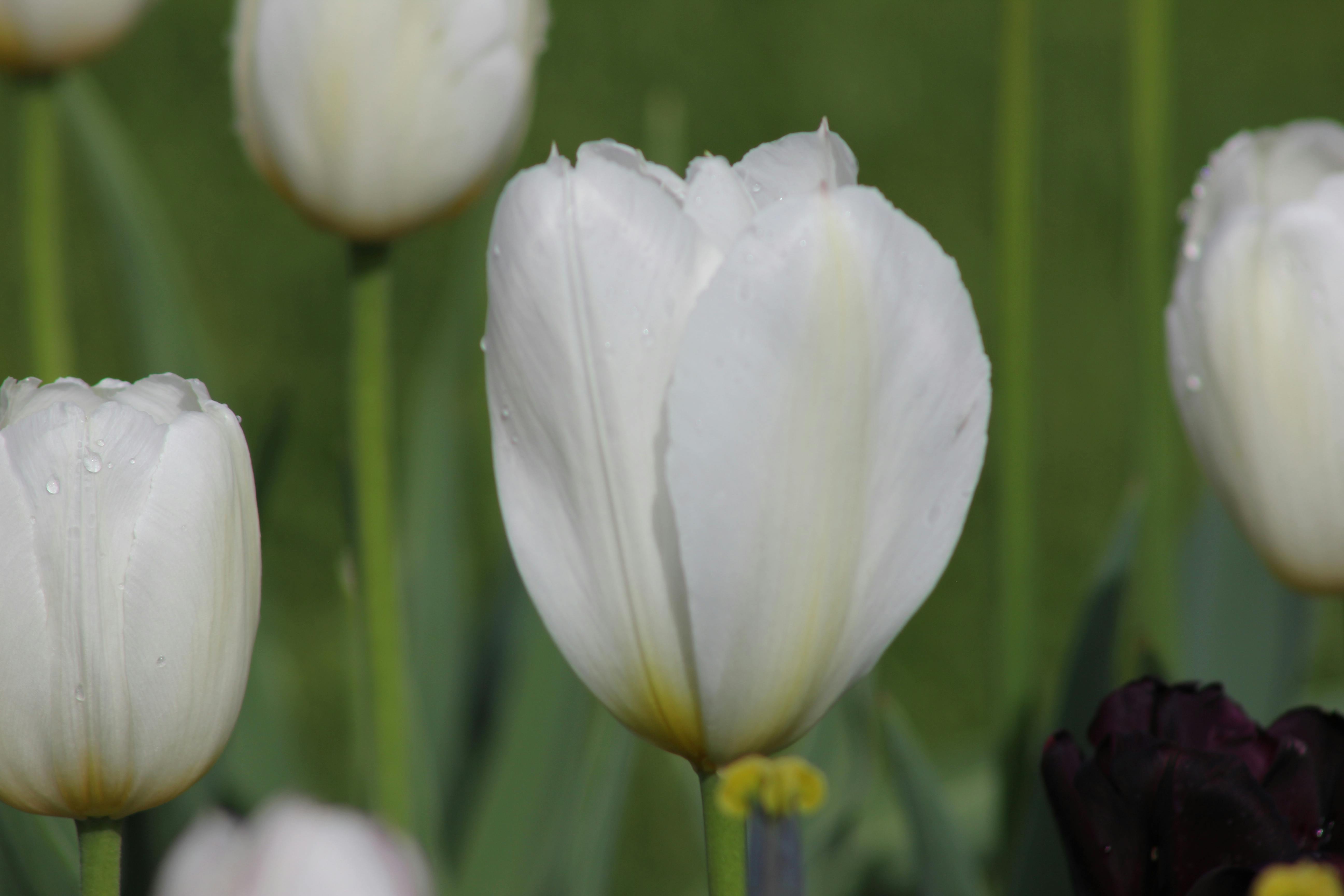 alex ohan - Photography