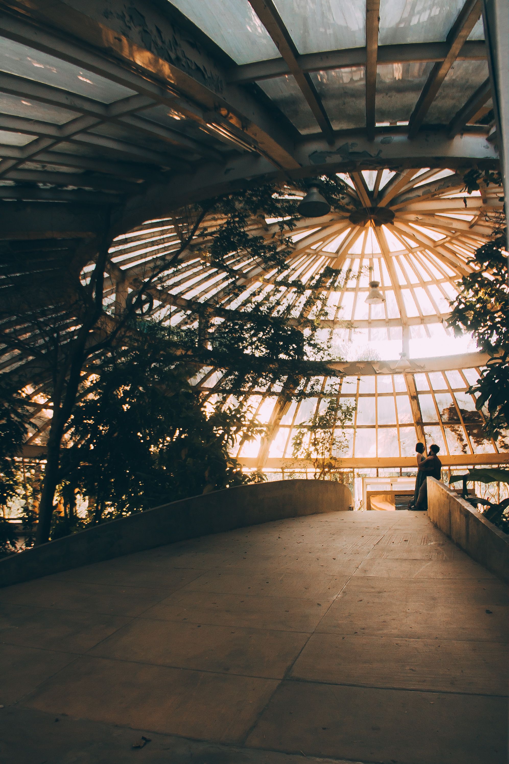 Sunlight over Trees in Building · Free Stock Photo