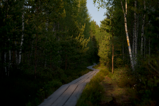 Tahquamenon Falls Summer Guide: What to See, Do, and Know - Upper ...