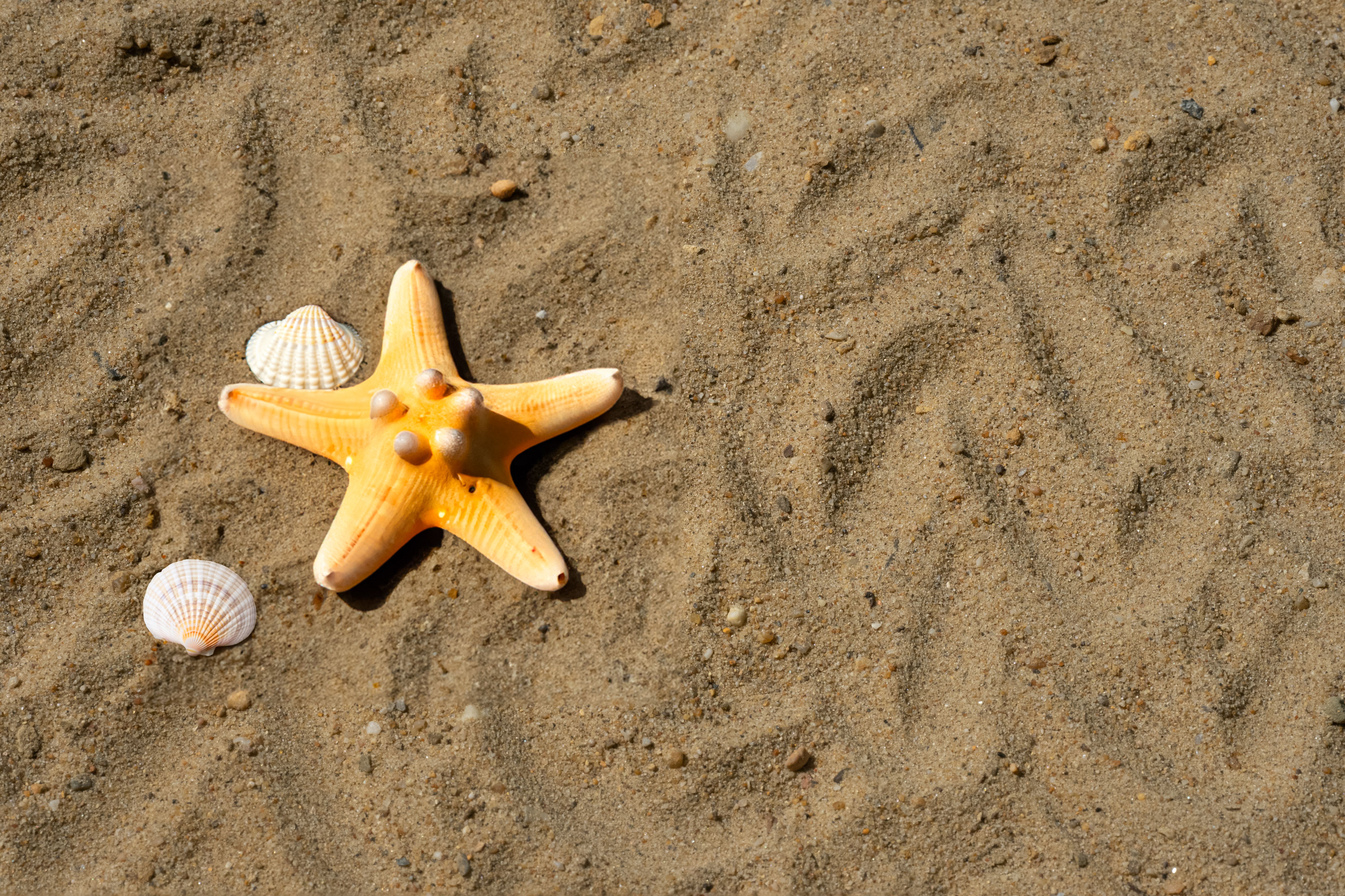 Starfish and Shells · Free Stock Photo