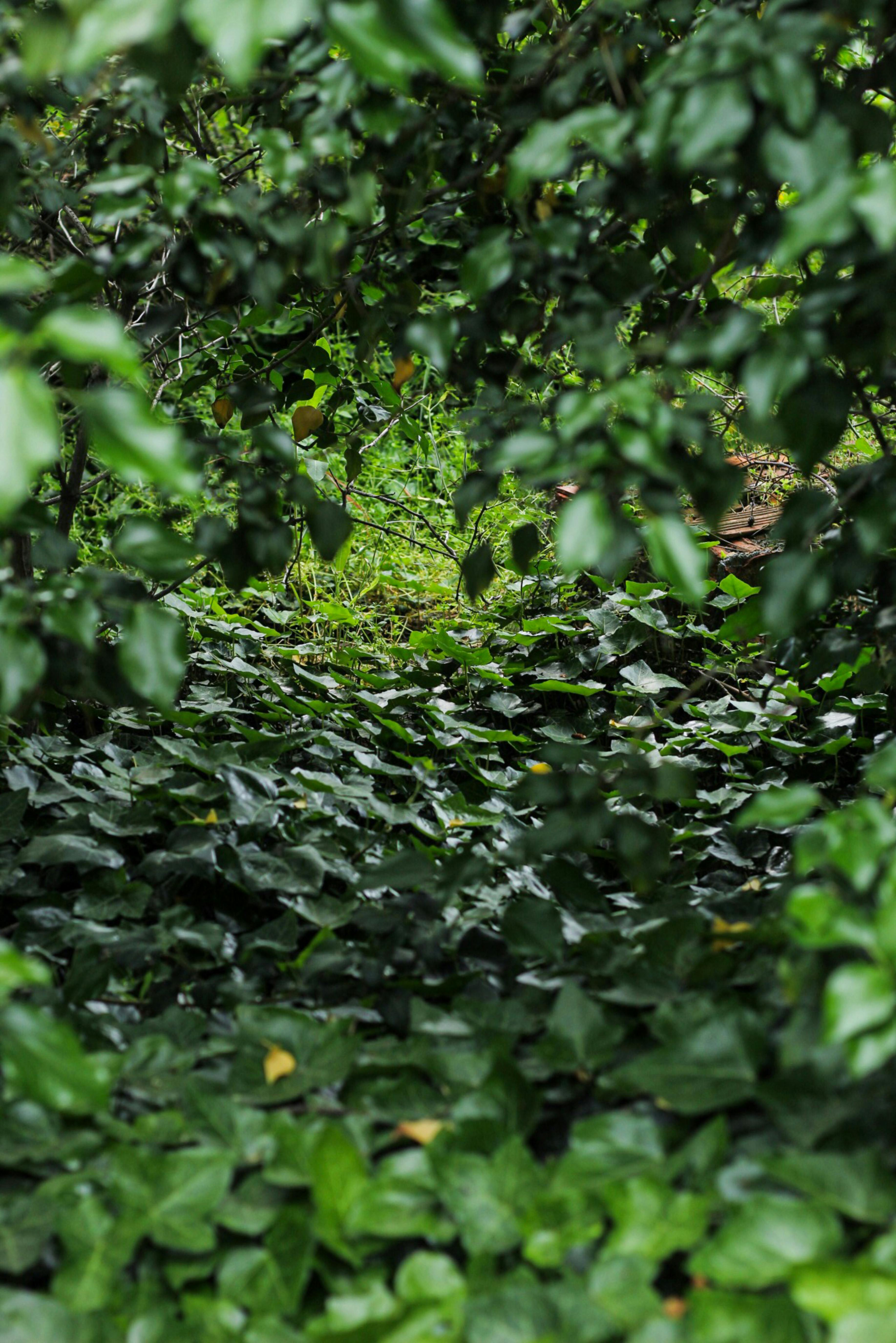 Ivy Bed Photos, Download The BEST Free Ivy Bed Stock Photos & HD Images