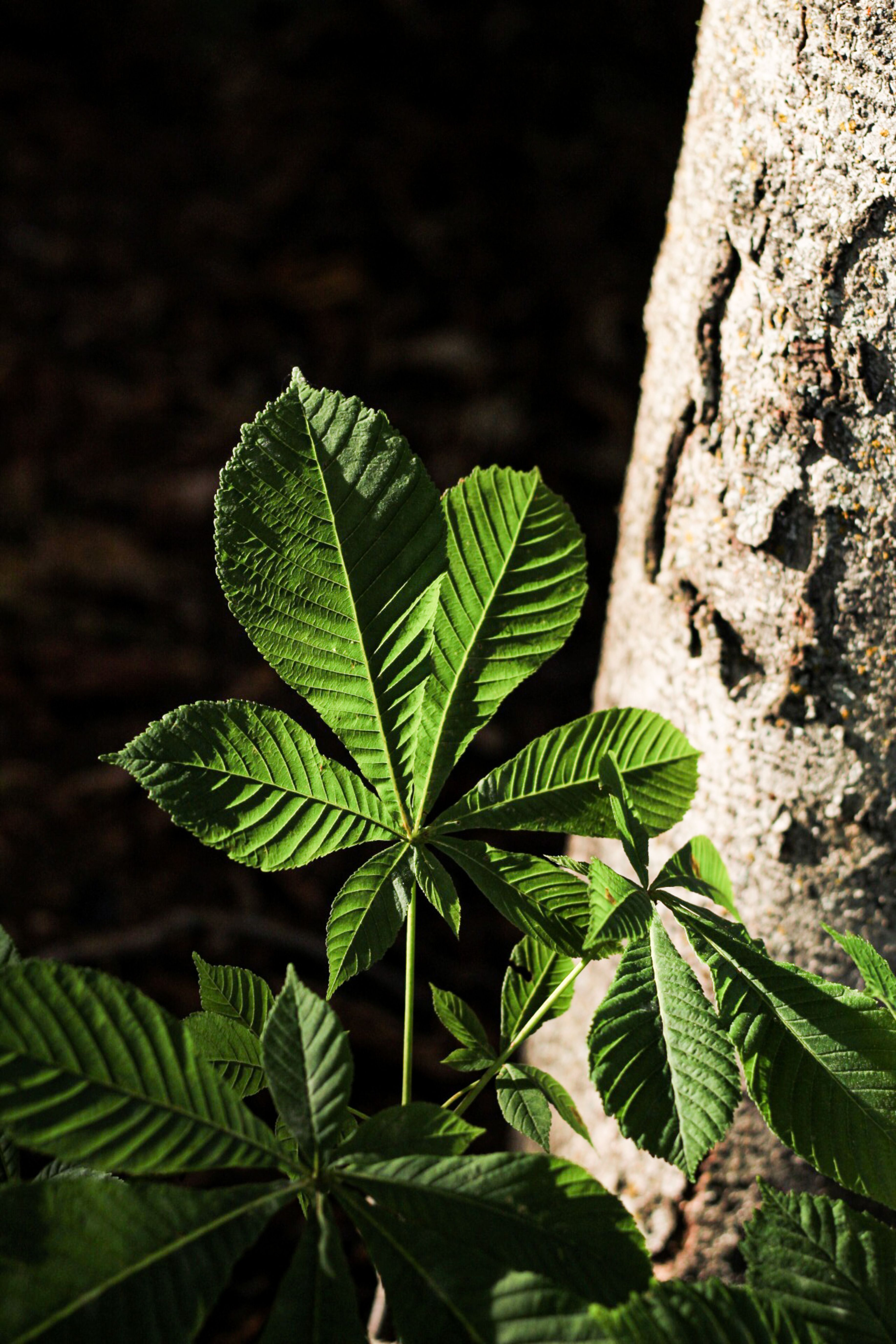 Chestnut Green Leaves · Free Stock Photo