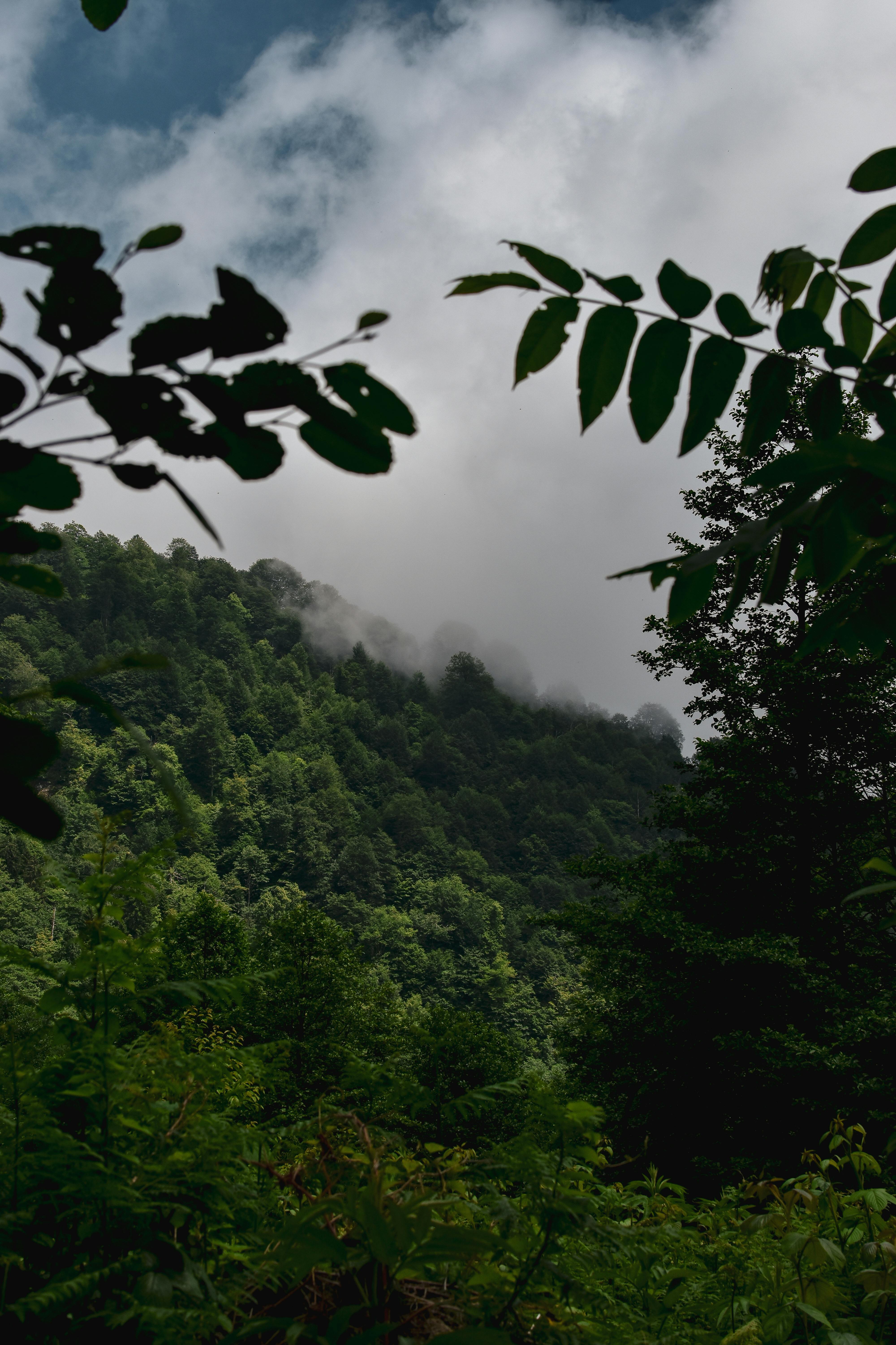 Overcast over Forest · Free Stock Photo