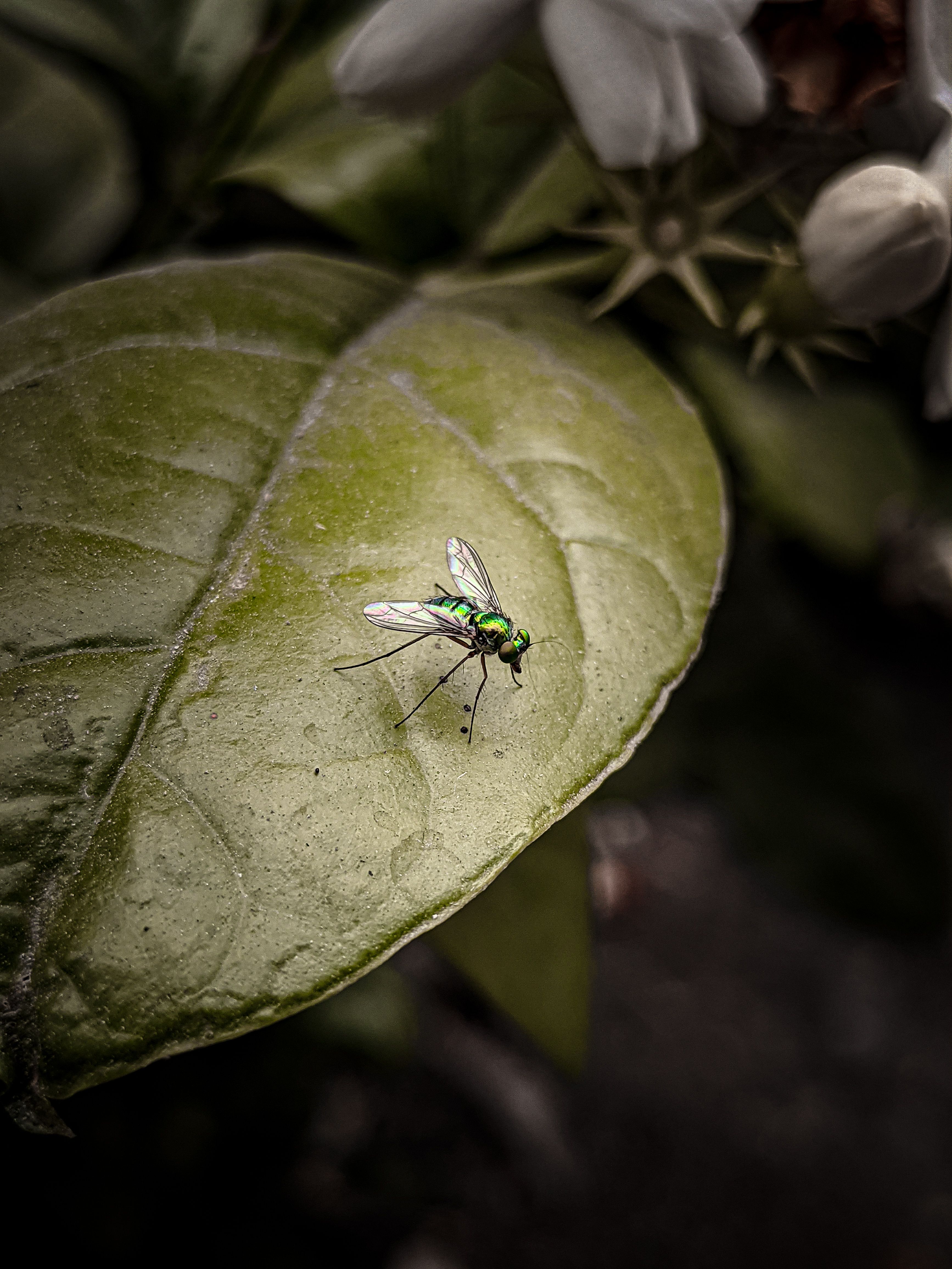 Fly on Leaf · Free Stock Photo
