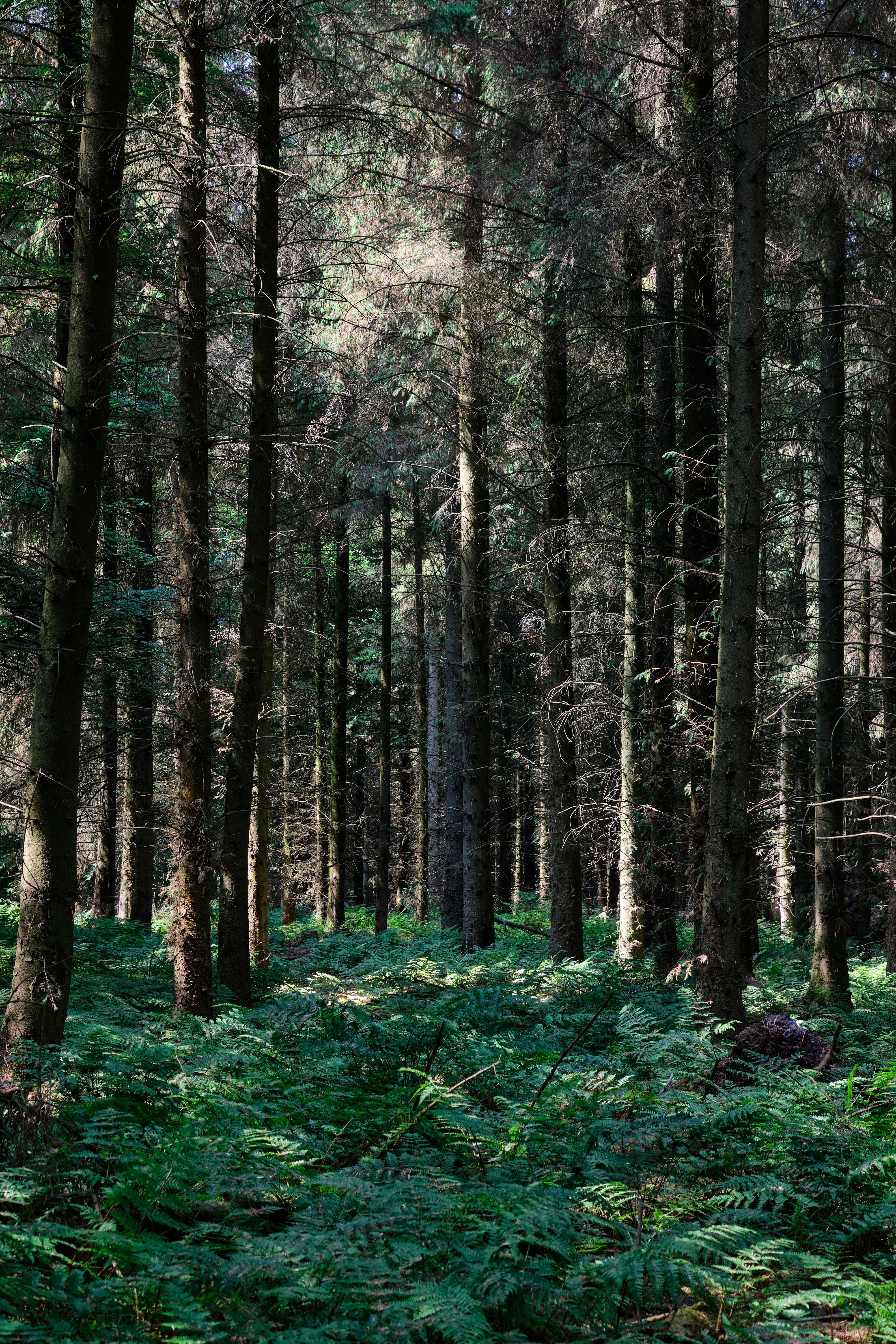 Ferns in a Coniferous Forest · Free Stock Photo