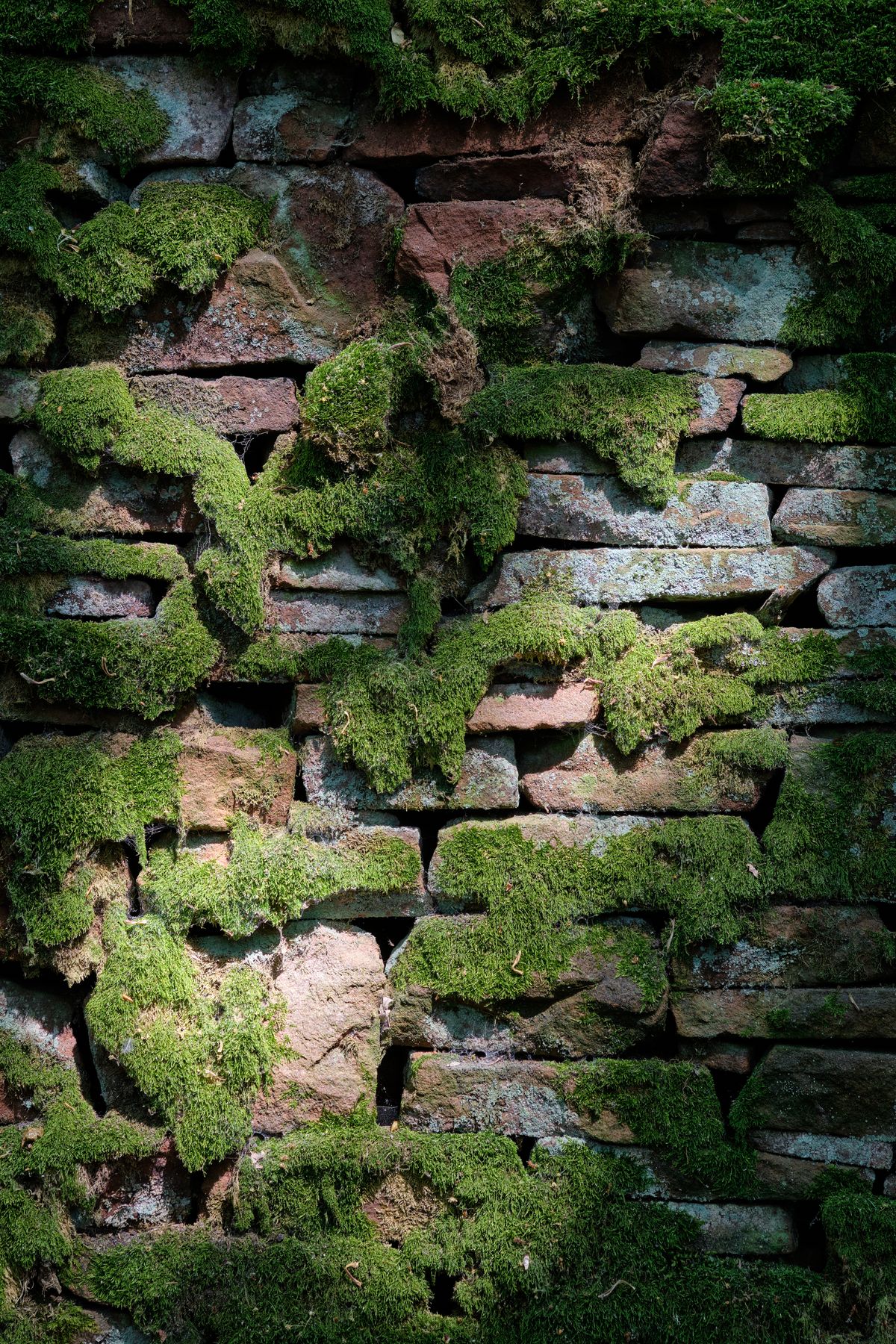 Brick Wall Moss Photos, Download The BEST Free Brick Wall Moss Stock ...