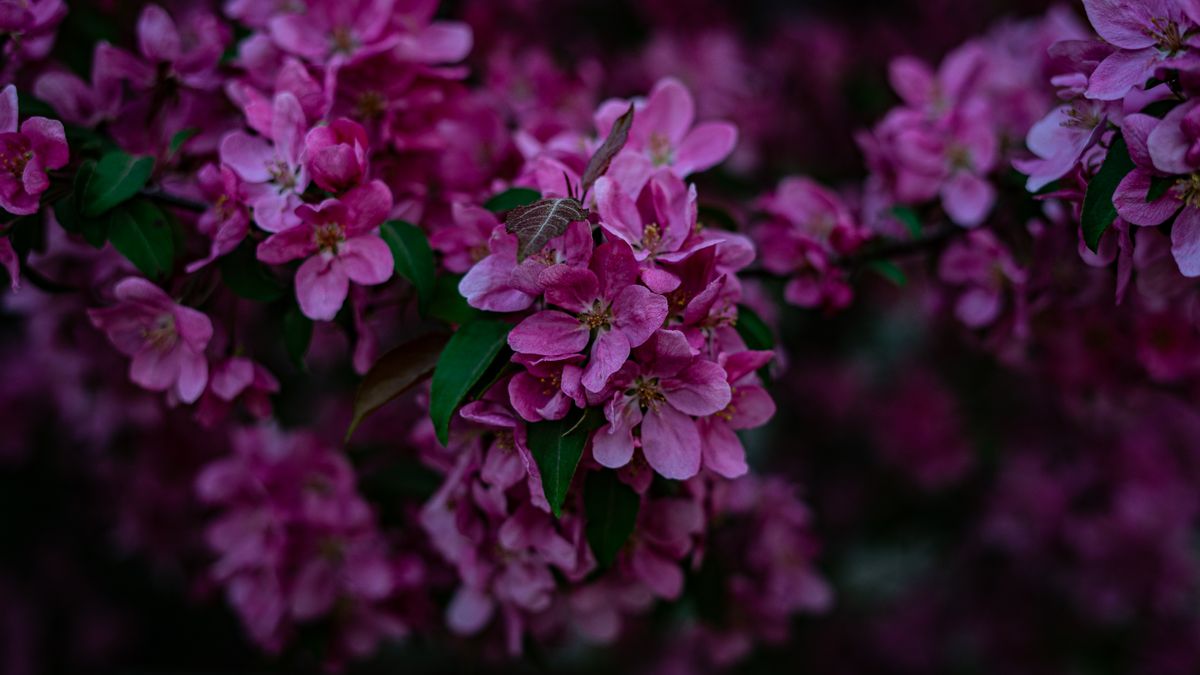 Nature Spring Photos, Download The BEST Free Nature Spring Stock Photos ...