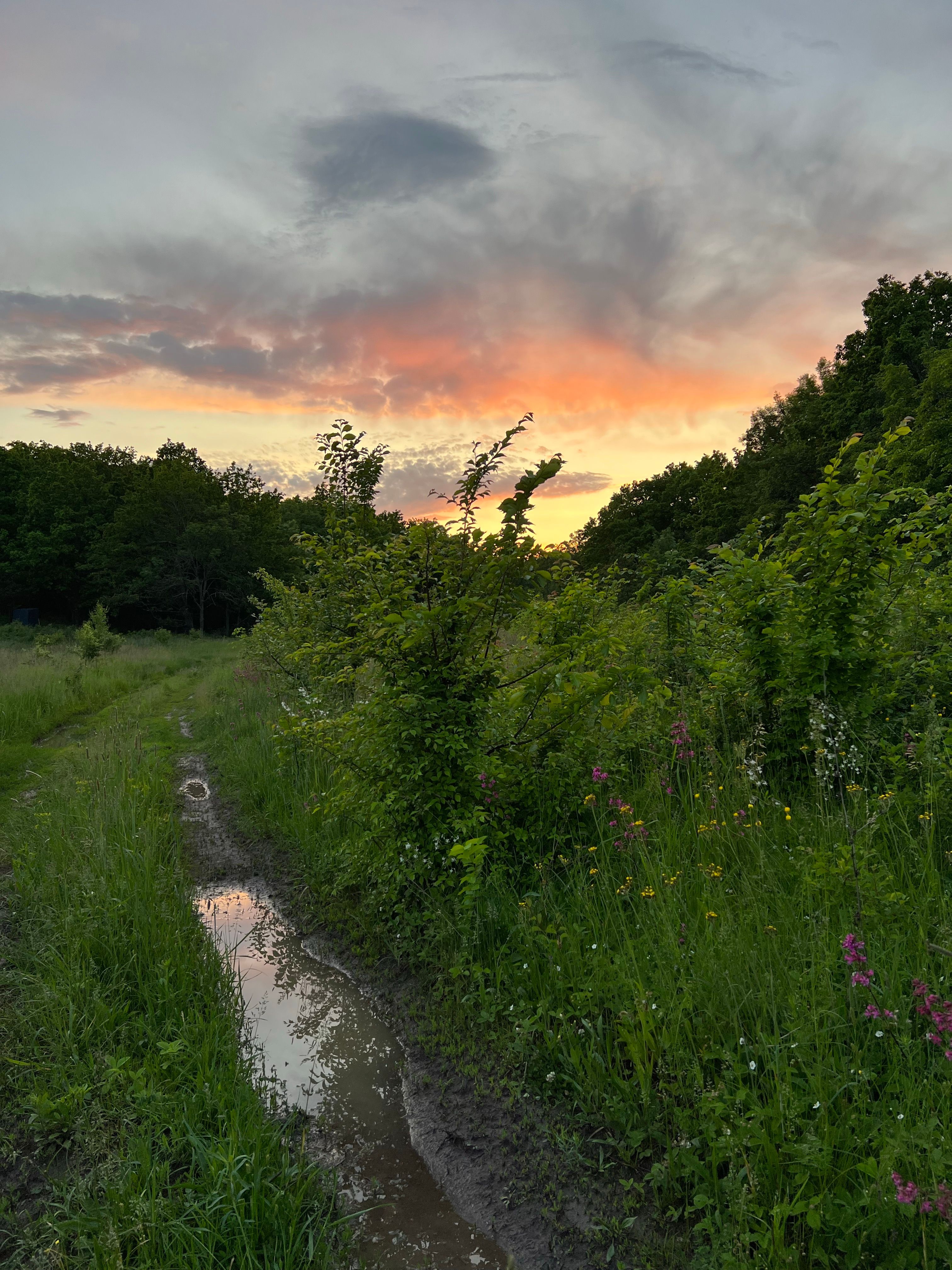 Nature at Dusk · Free Stock Photo
