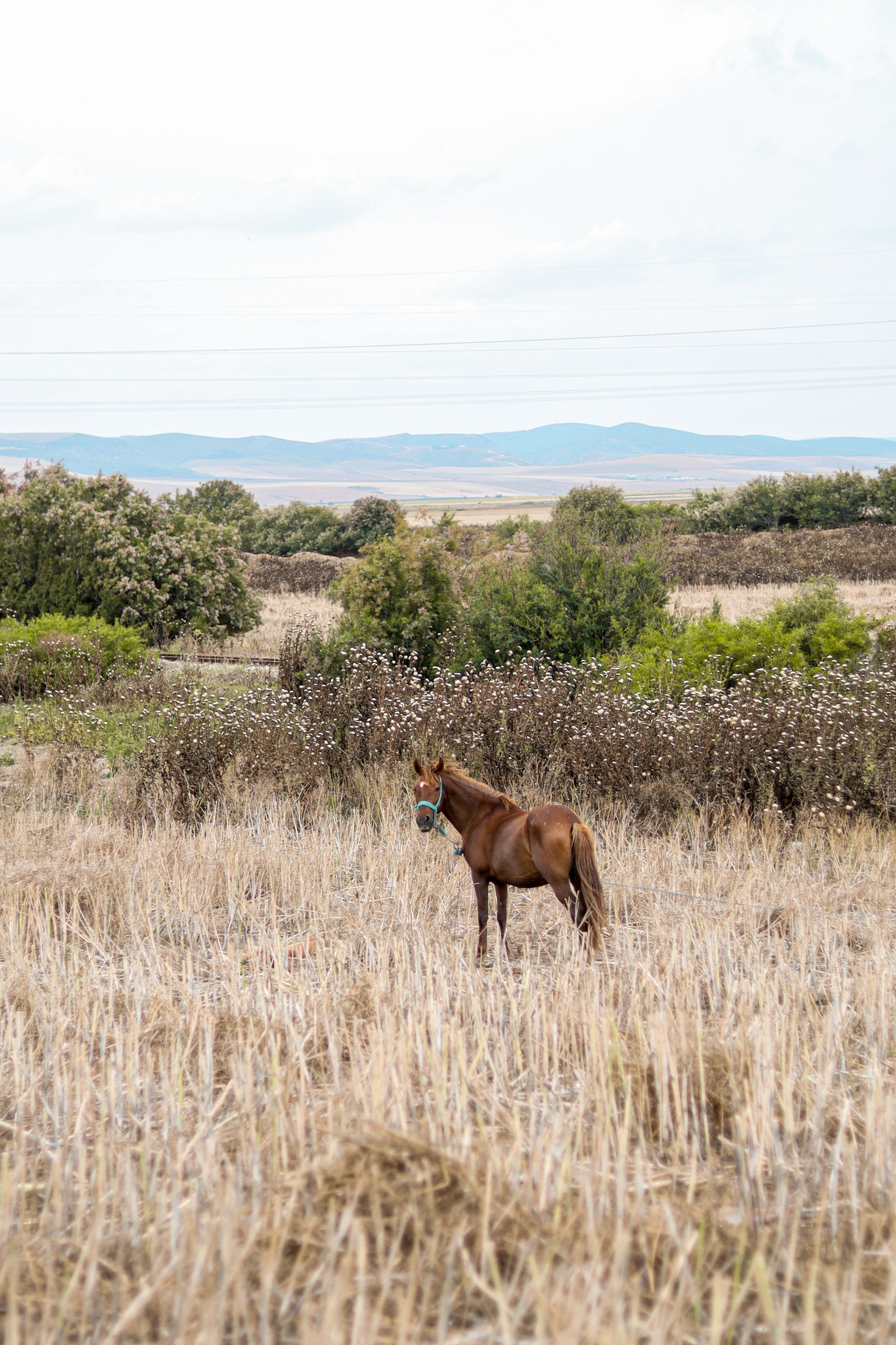 Caballo Parado En El Pasto · Foto de stock gratuita