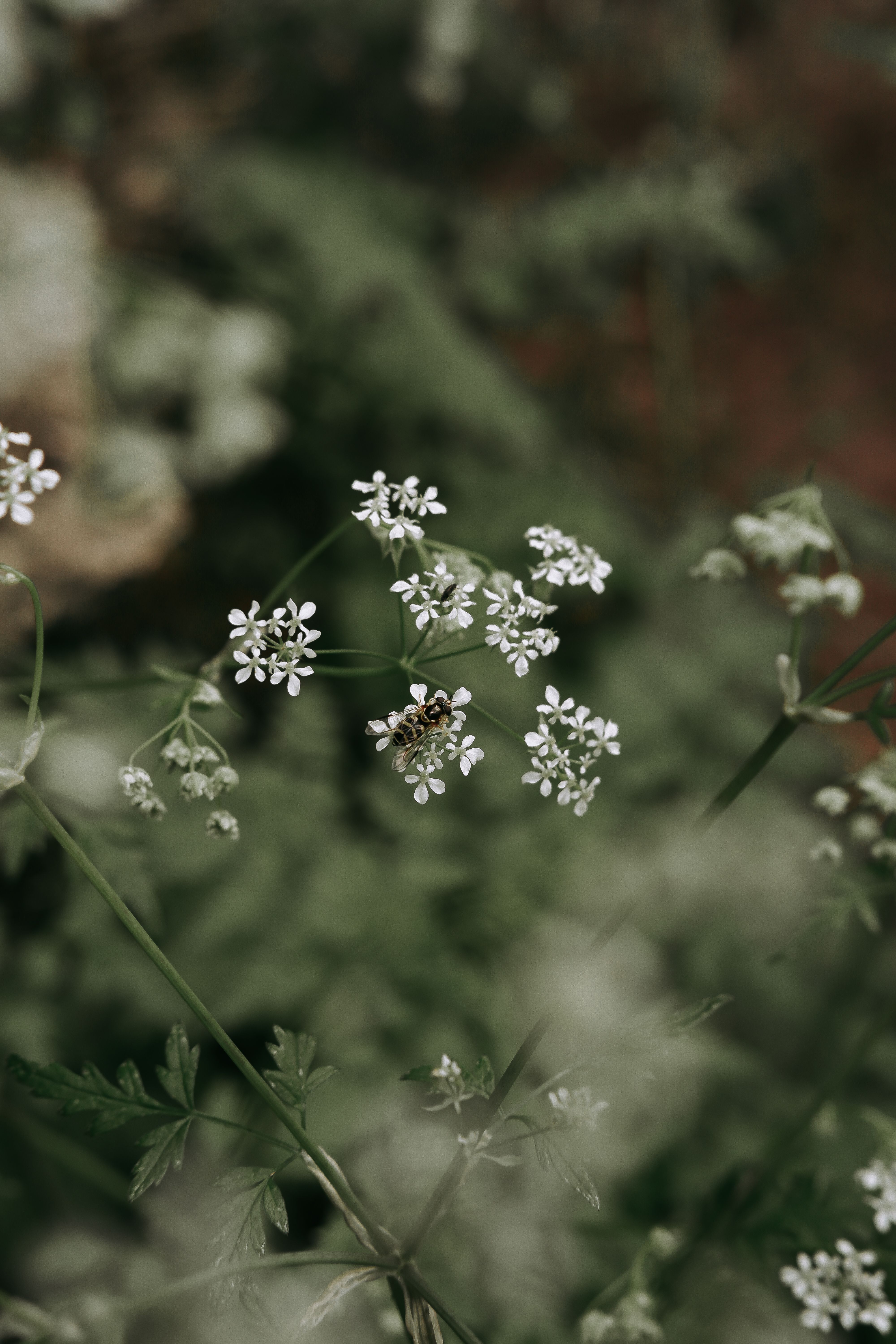 Chervil Plant Photos, Download The BEST Free Chervil Plant Stock Photos ...