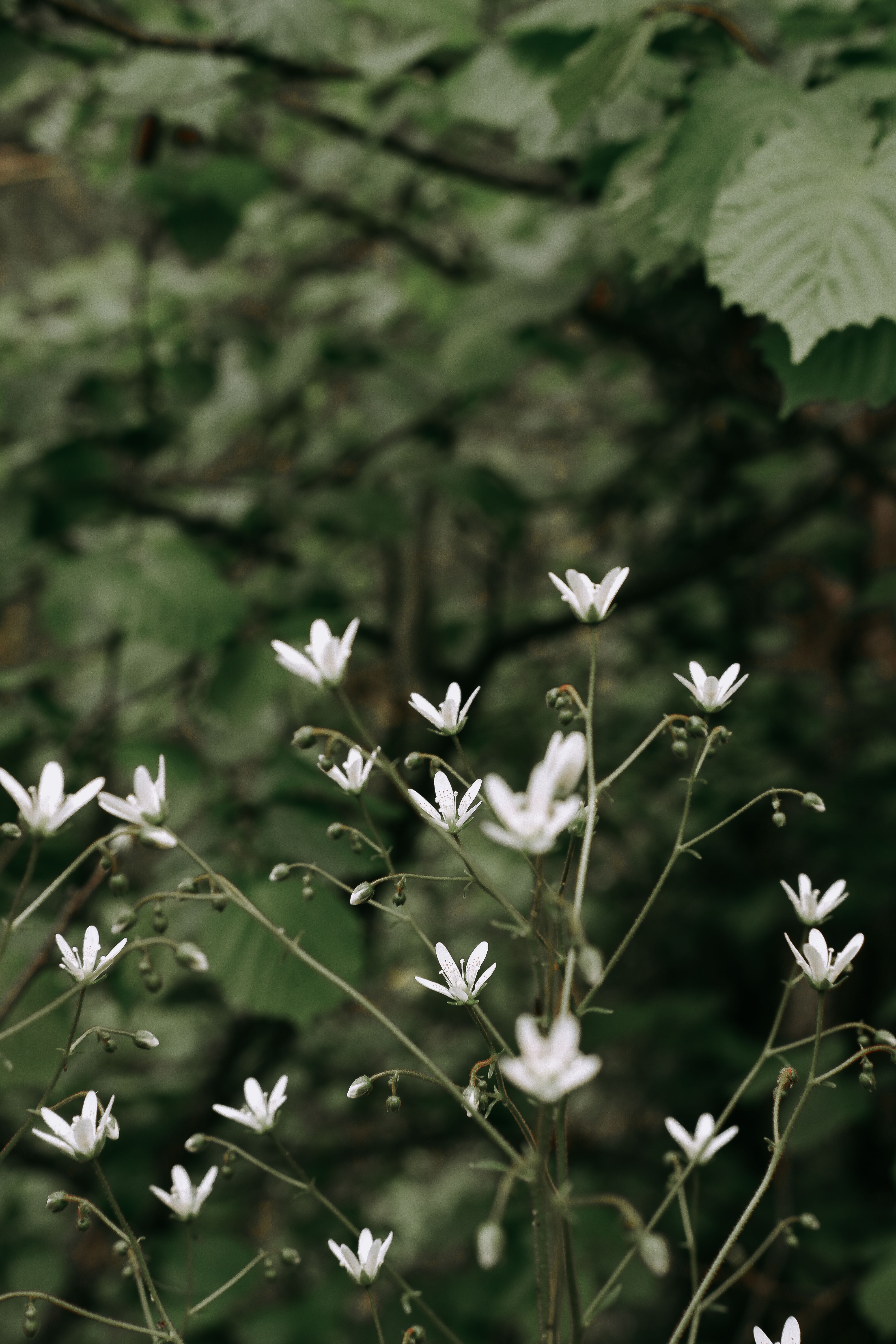 Sugaralmond Plant Photos, Download The BEST Free Sugaralmond Plant ...