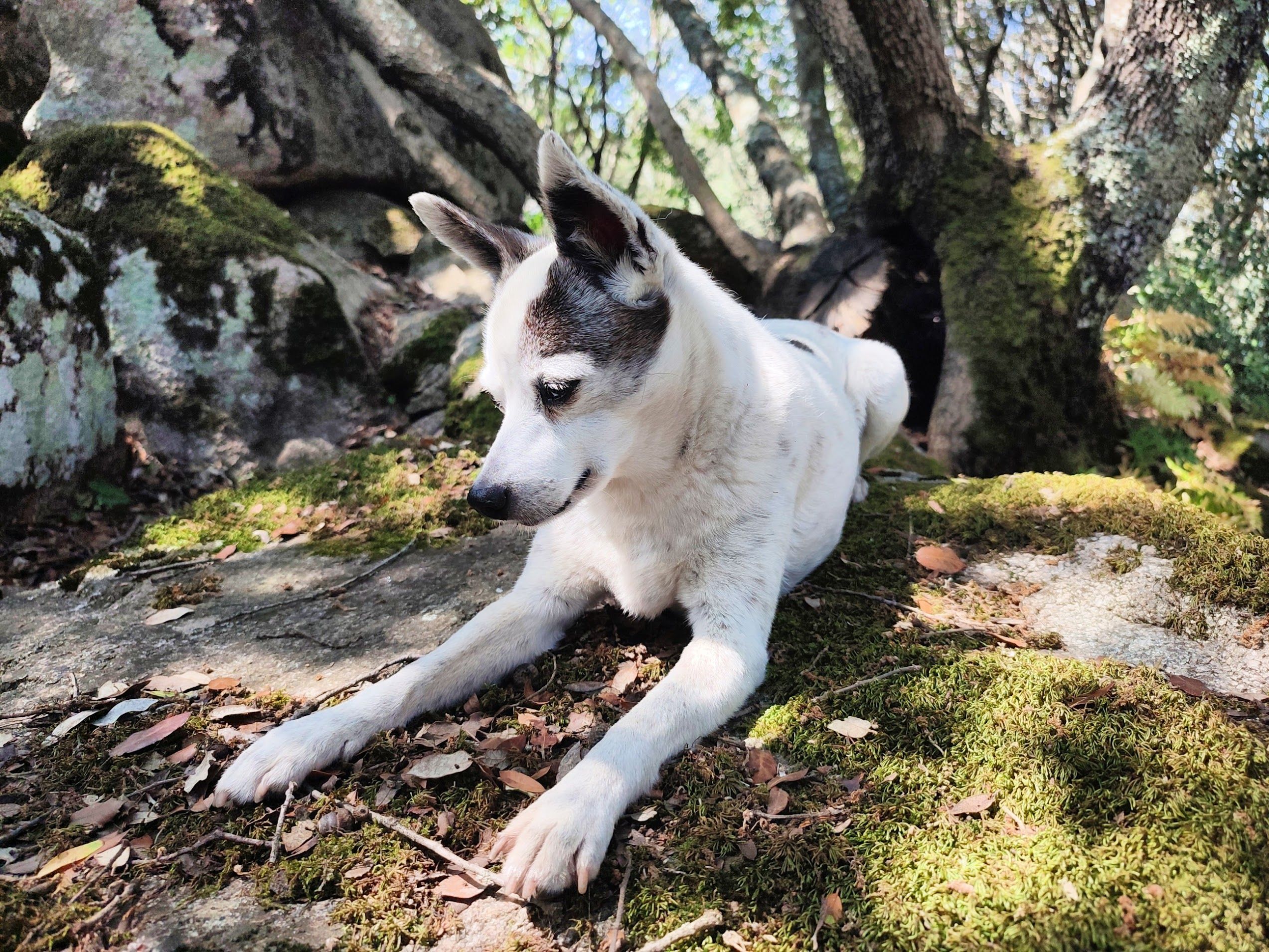 Dash Dog Photos, Download The BEST Free Dash Dog Stock Photos & HD Images