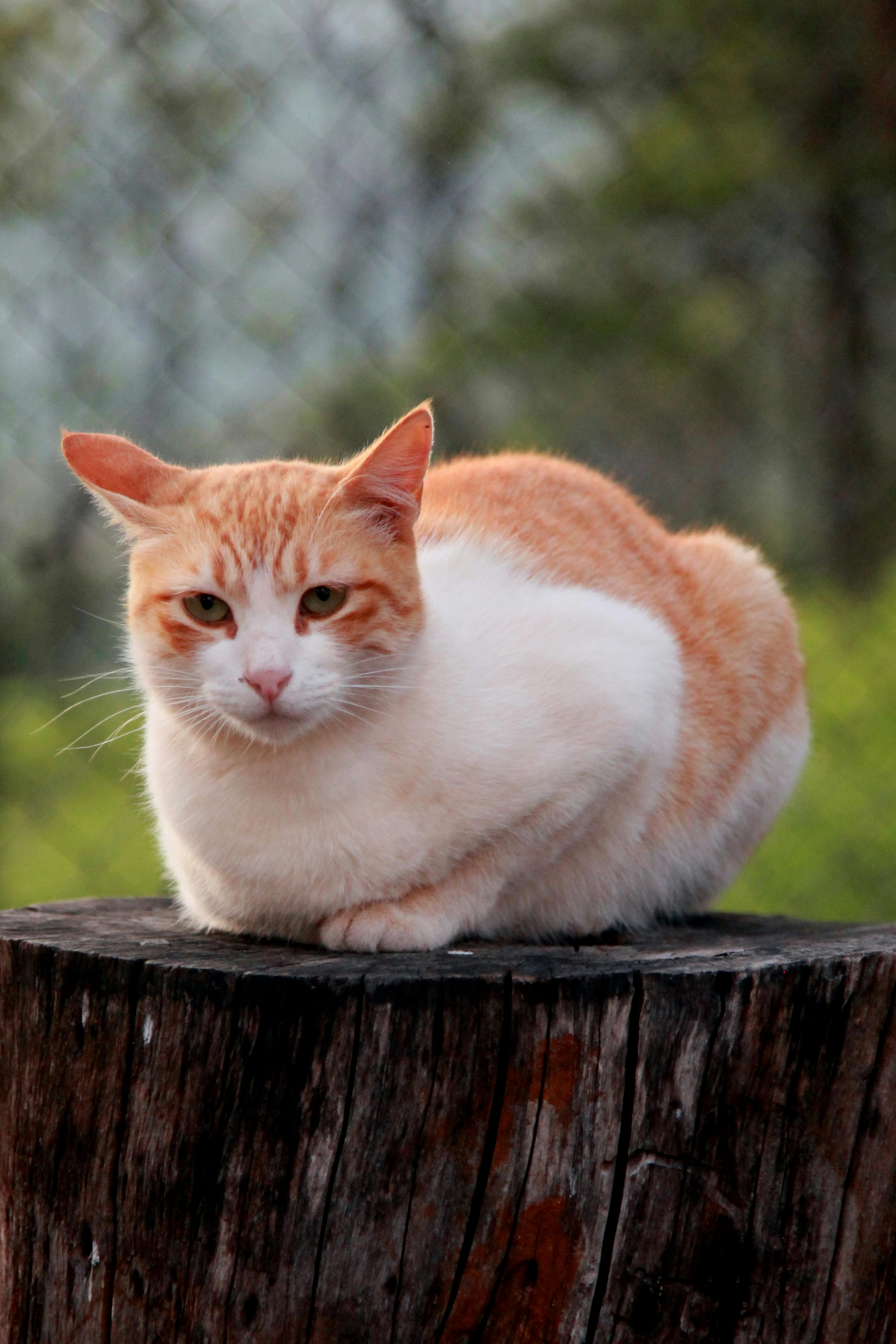 Ginger Kitten with Blue Eyes · Free Stock Photo