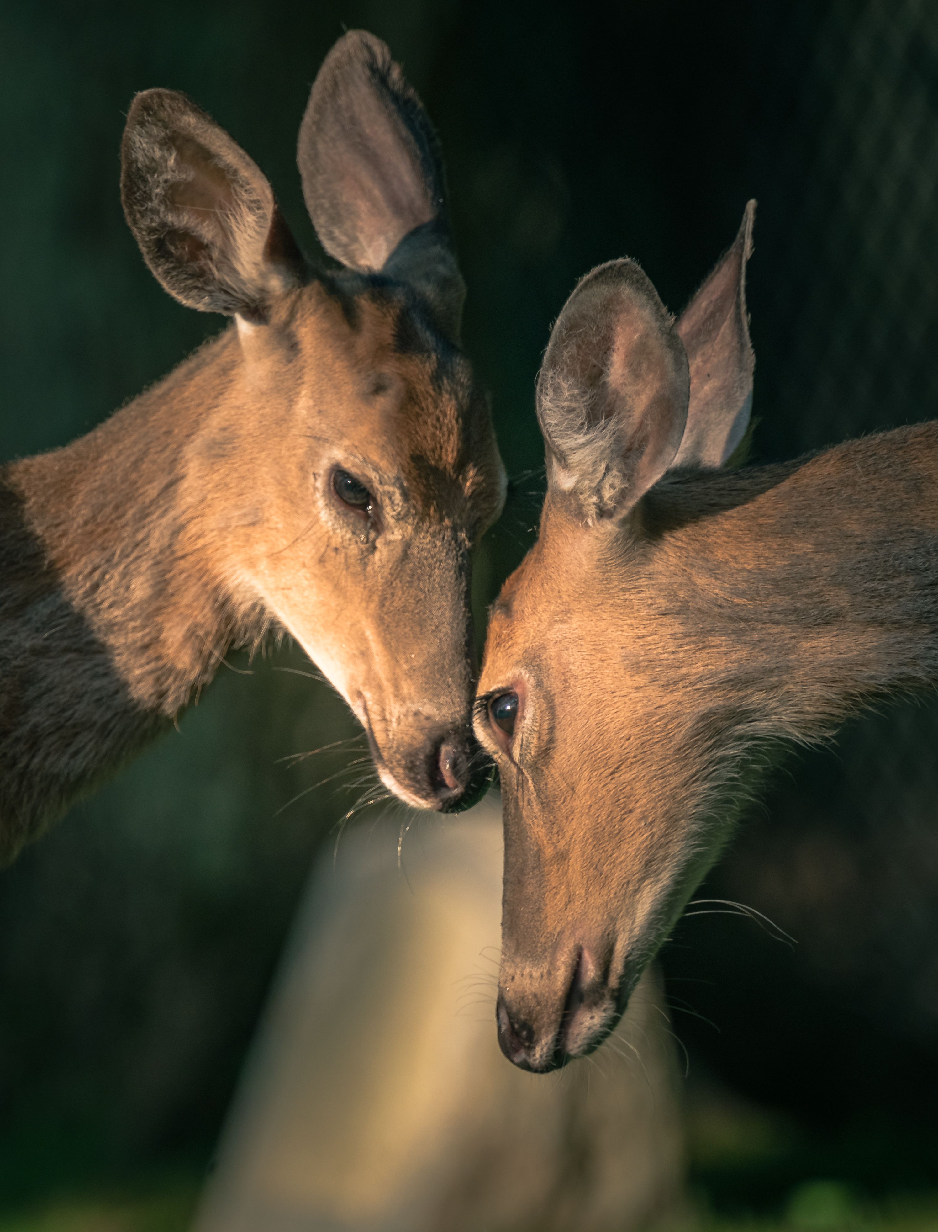 A Portrait of Deer · Free Stock Photo