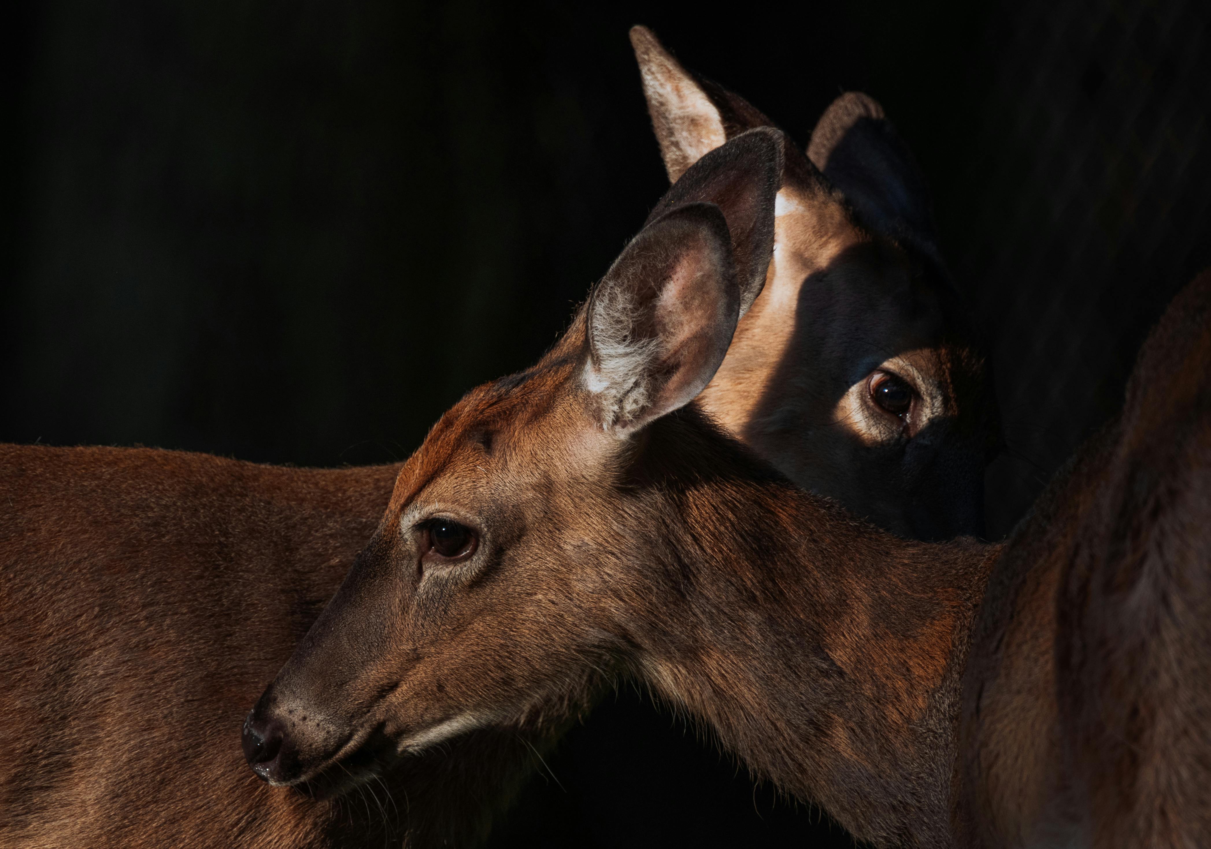 Two Deer Together · Free Stock Photo